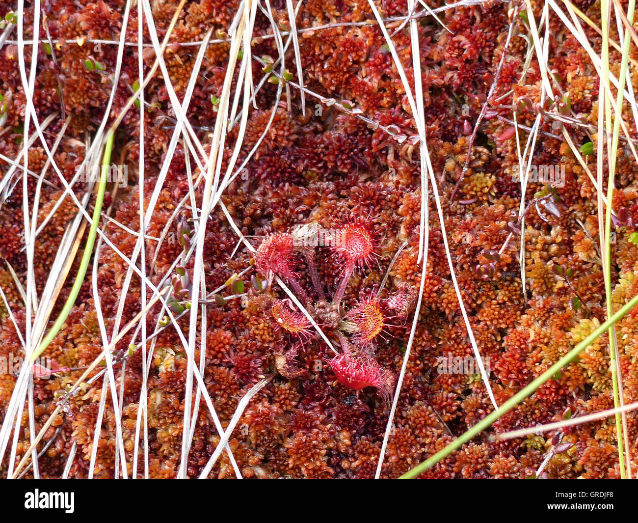 Common Sundew, Carnivorous Plant, Drosera Rotundifolia, Black Moor In ...