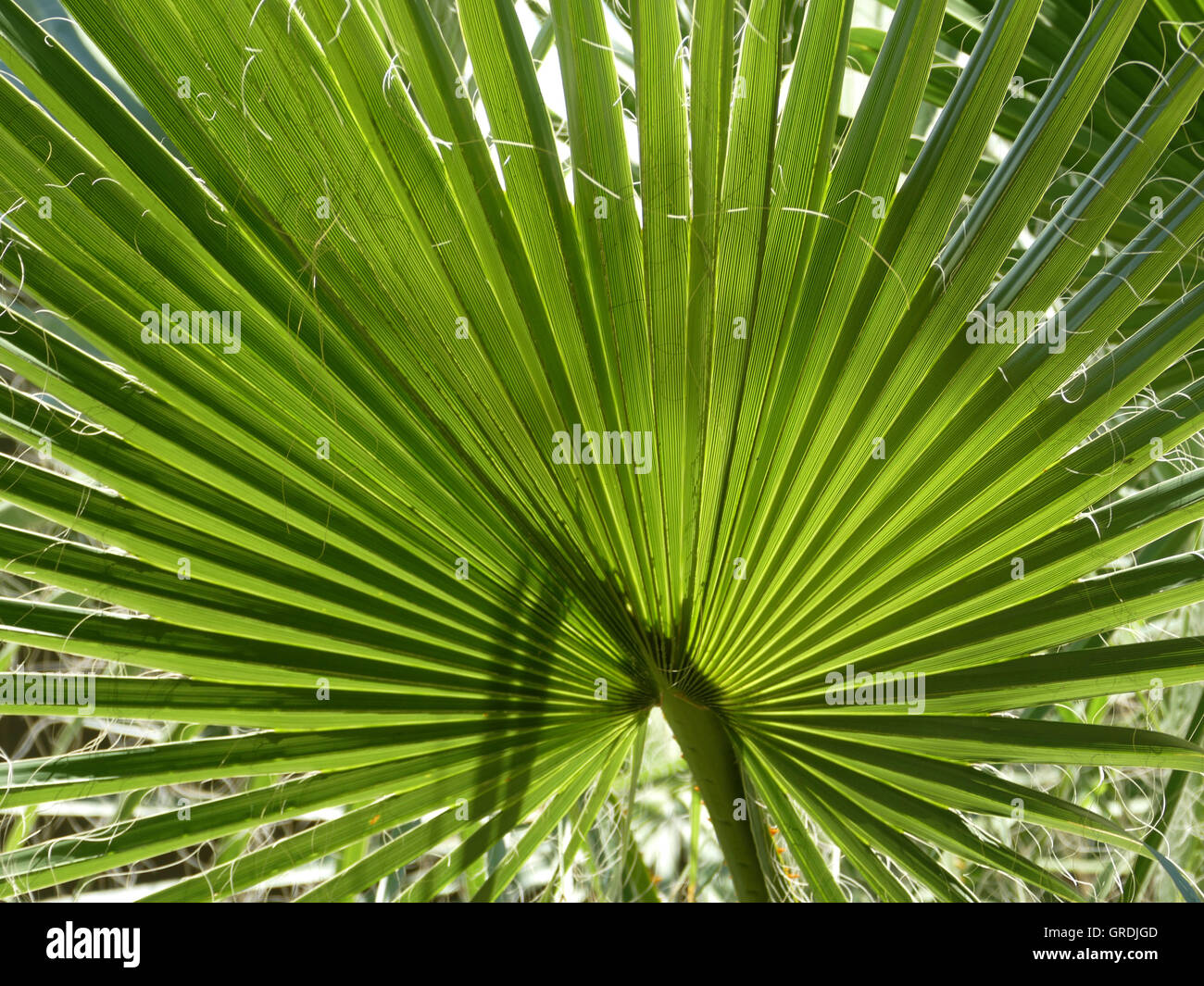Palm Leaf, Palm Fronds Stock Photo - Alamy Palm Leaf, Palm Fronds Stock Photo - Alamy