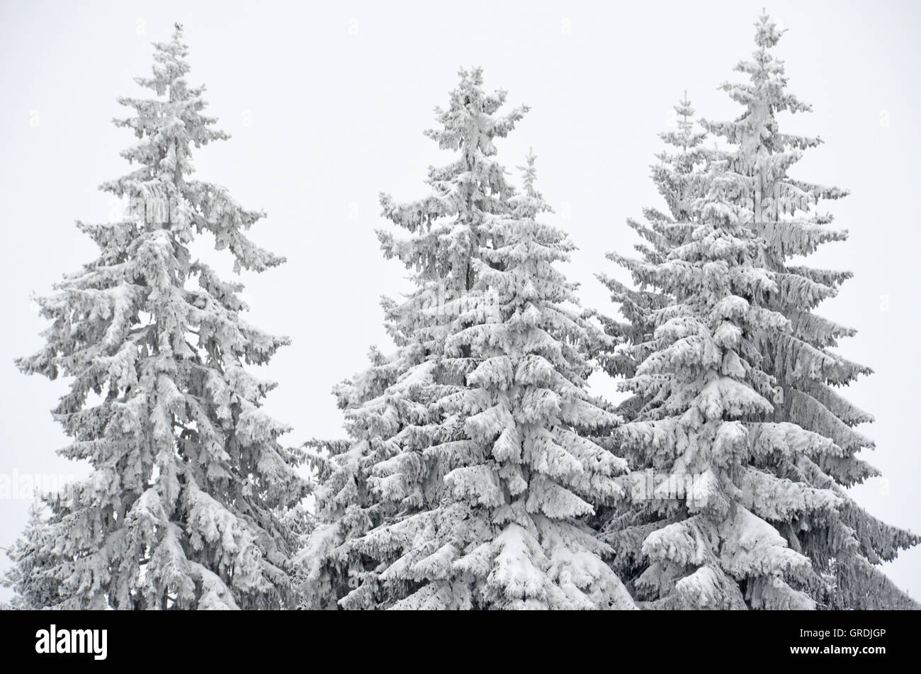 Wintry environment hi-res stock photography and images - Alamy