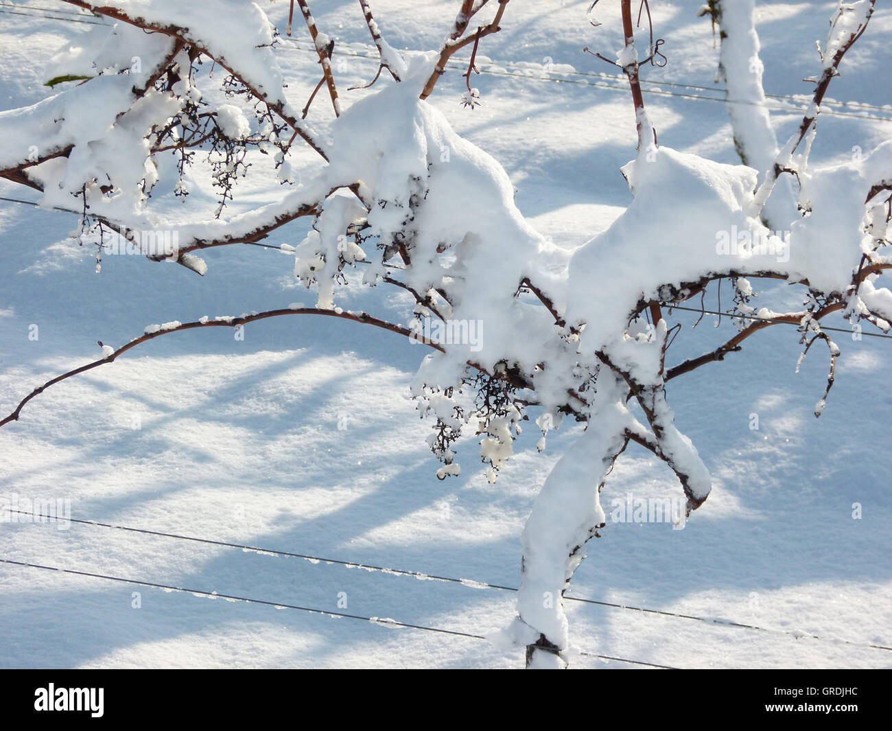 Winter In The Wine Region Rheinhessen, Snowy Vine In Snowy Vineyard ...