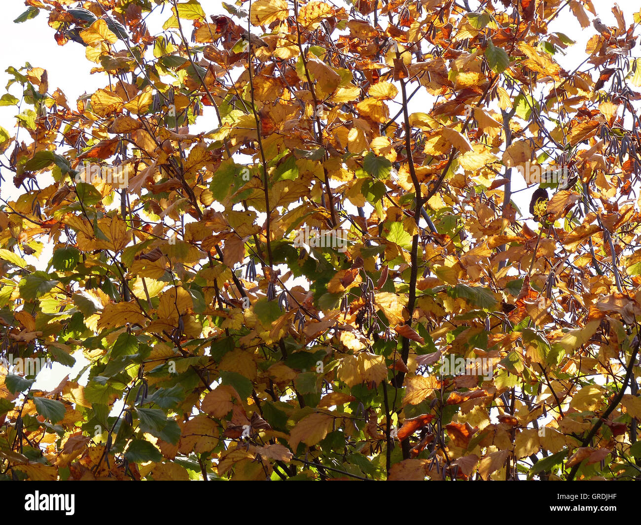 Hazel bush hi-res stock photography and images - Alamy