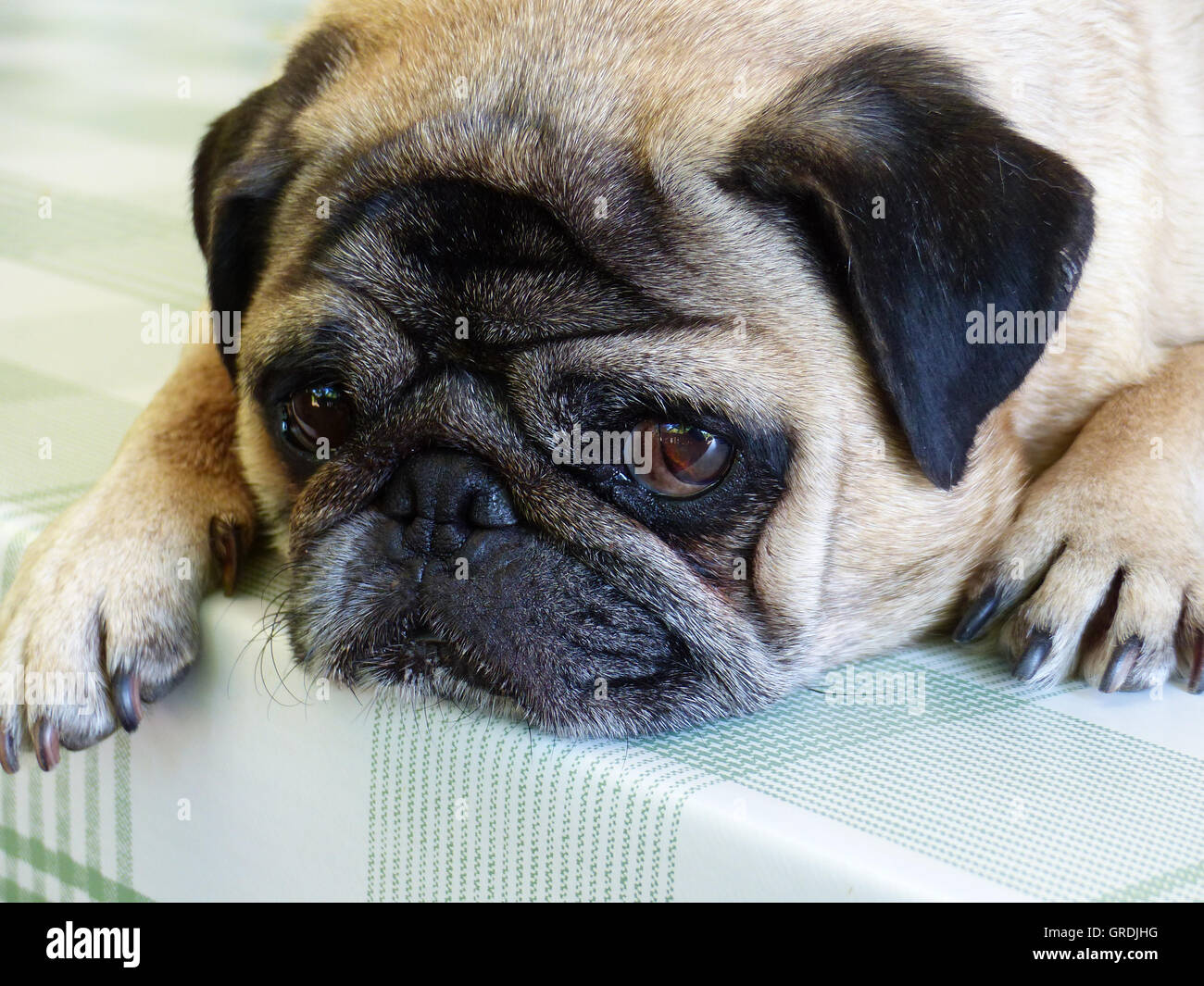 Beige Pug With Faithful Glance Stock Photo - Alamy