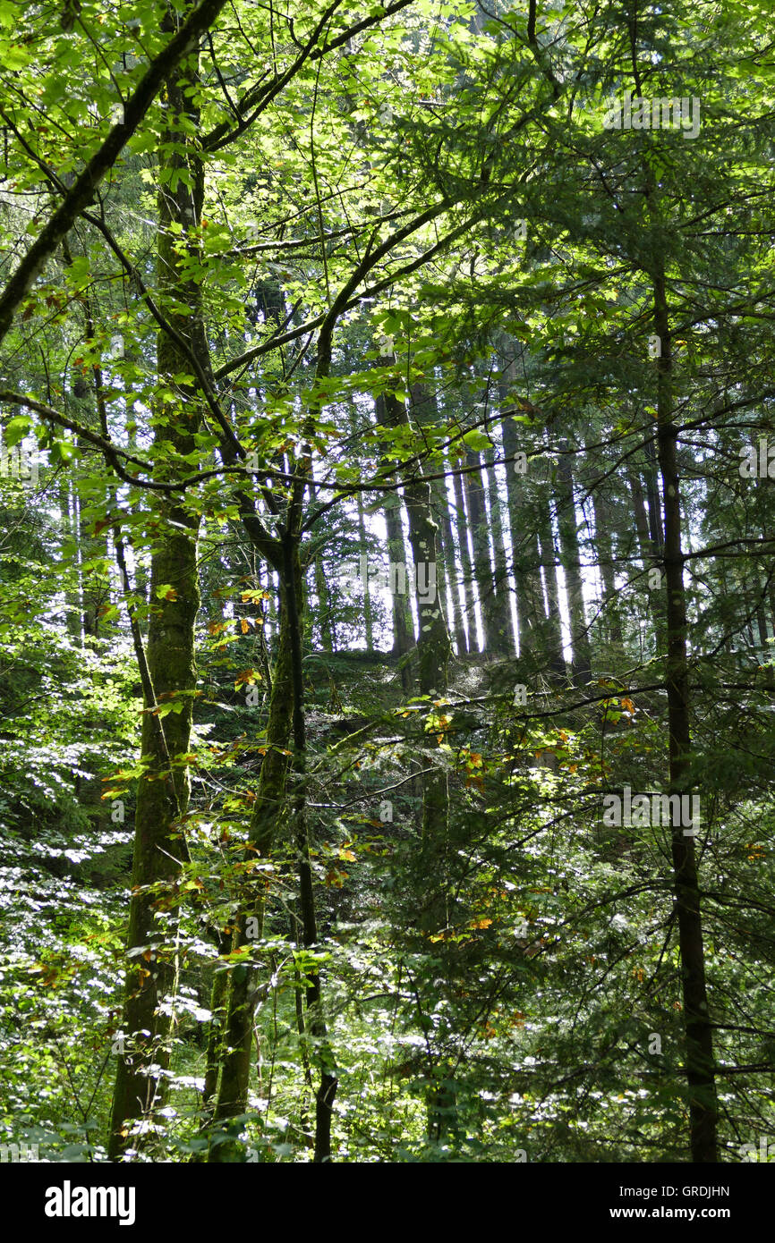 Mixed conifer forests hi-res stock photography and images - Alamy