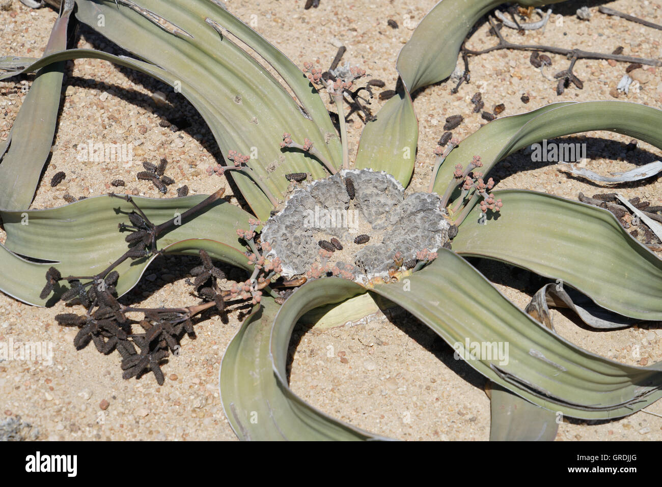 Younger Welwitschia Plant,Namib Desert,Welwitschia Mirabilis,Famous ...