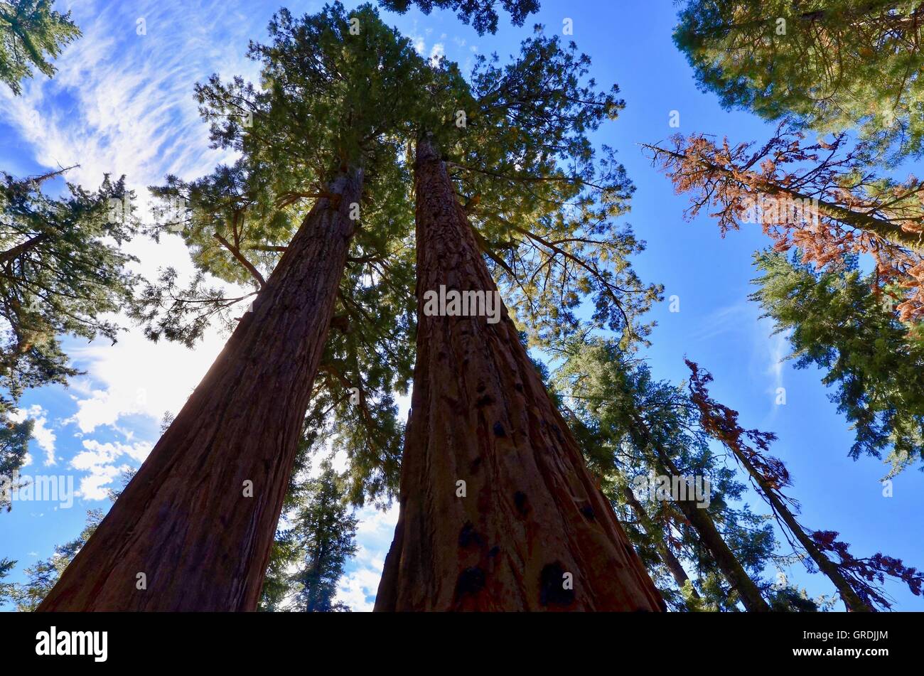 Giant sequoia sky hi-res stock photography and images - Alamy