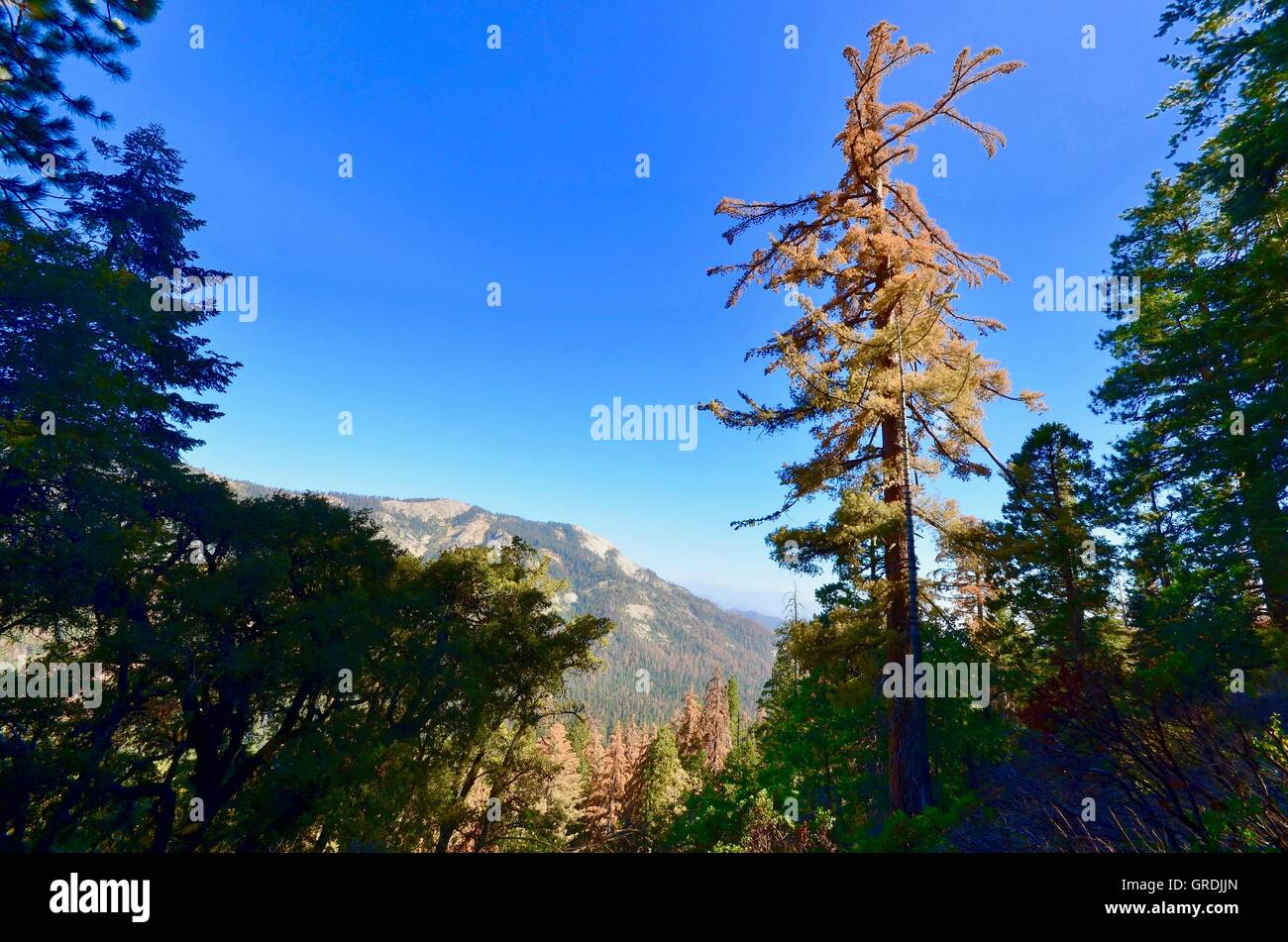 Redwood tree big basin national park hi-res stock photography and ...
