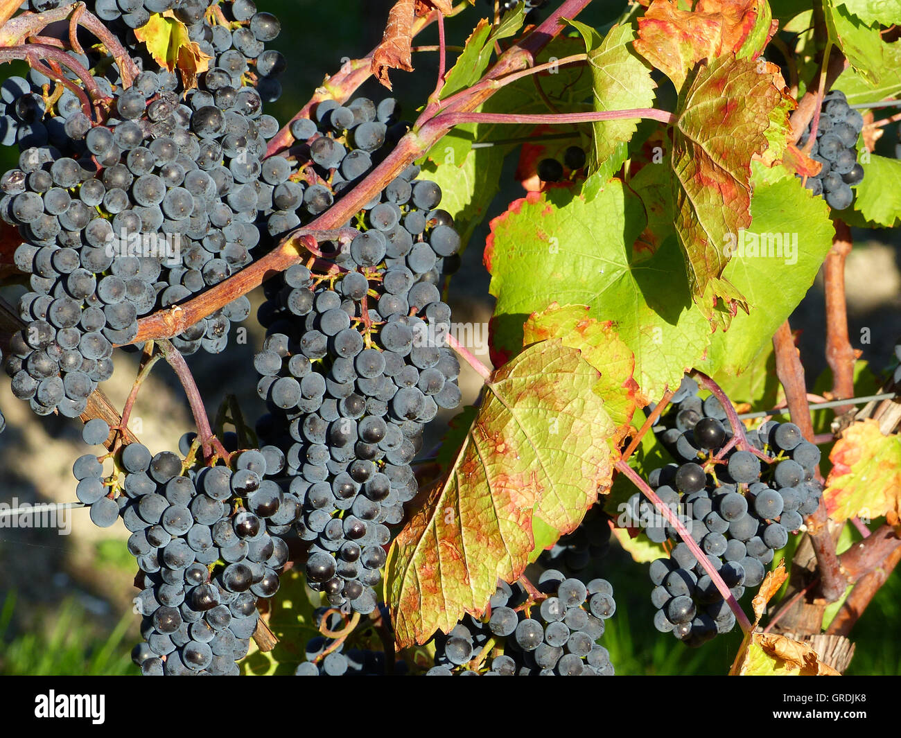 Ripe Sweet Blue Grapes Hanging In A Vine, Winegrowing Area Rhinehesse ...