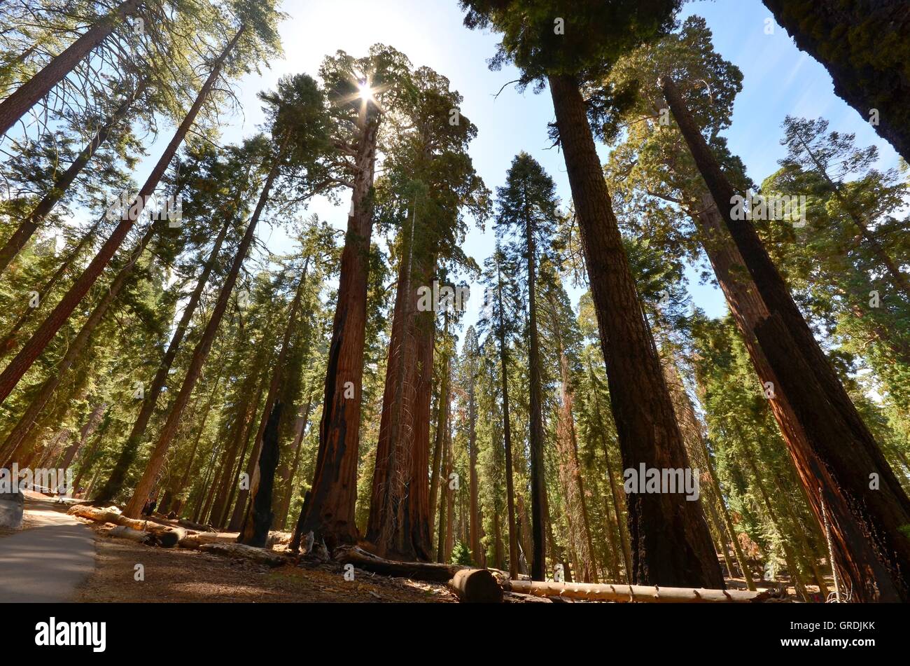 Big trees santa cruz hi-res stock photography and images - Alamy