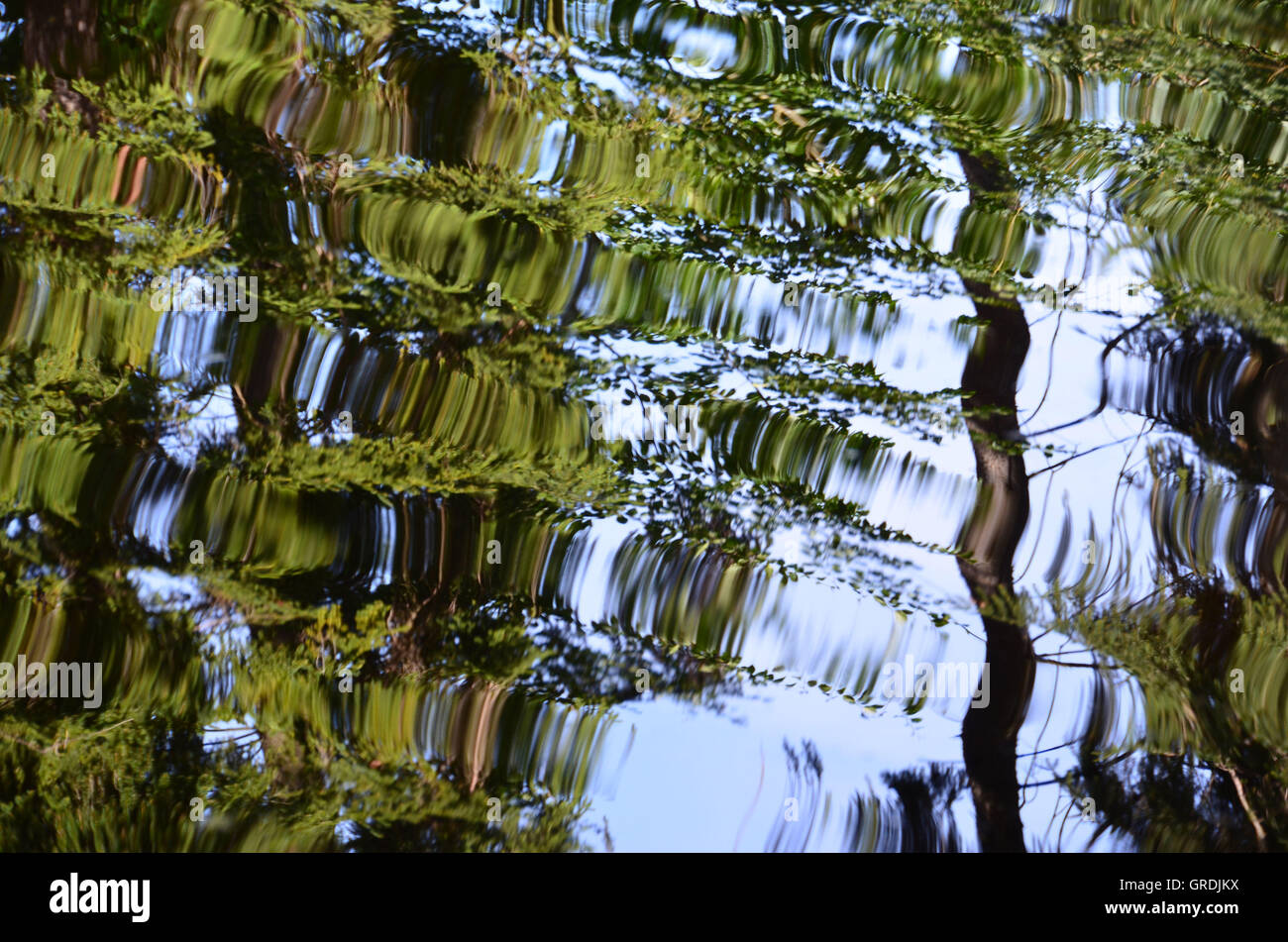 Distorted Water Reflection Of Trees Stock Photo - Alamy