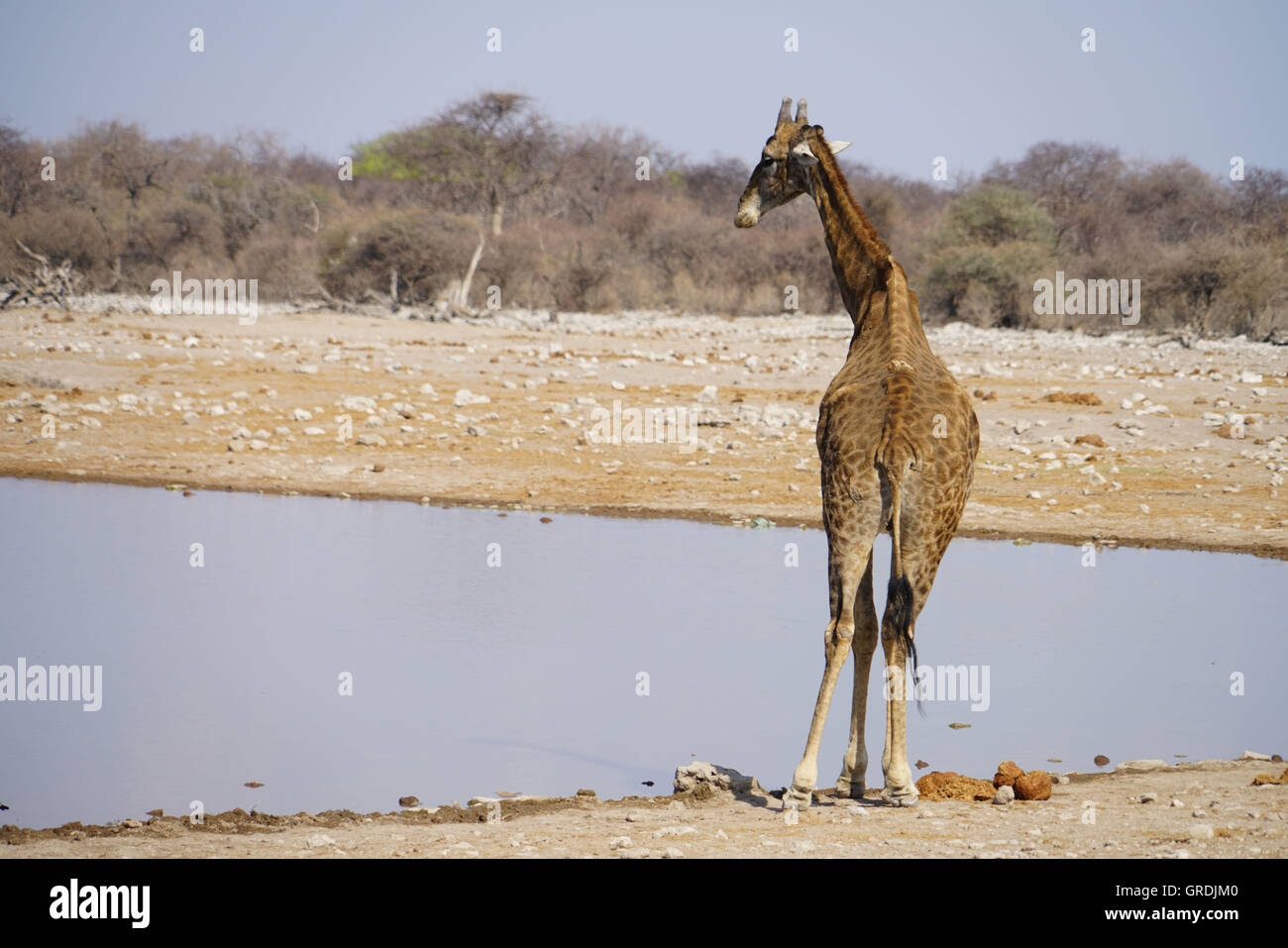 Giraffe At A Waterhole, Namibia Stock Photo - Alamy