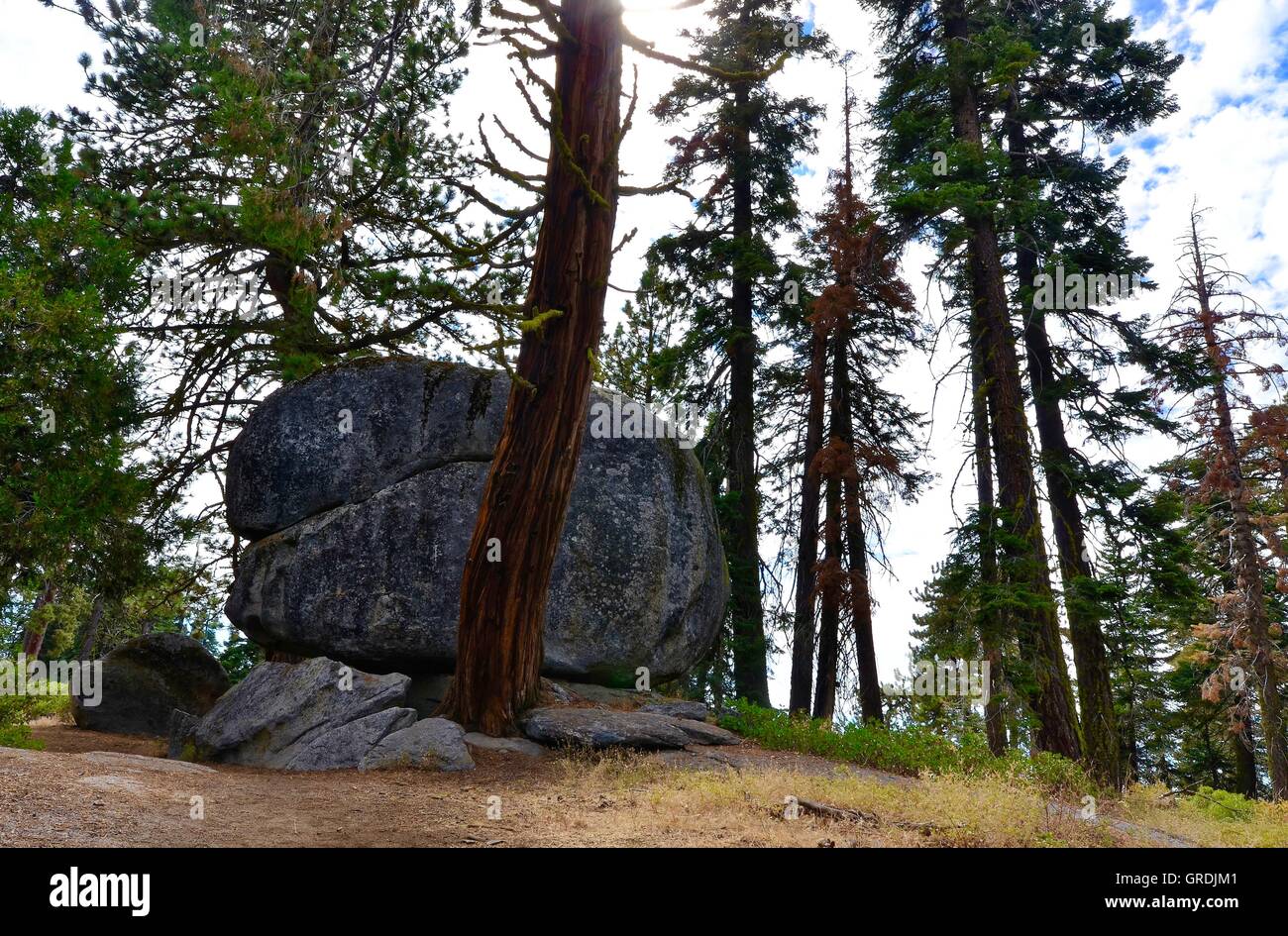 Tall Trees and Rock Stock Photo - Alamy
