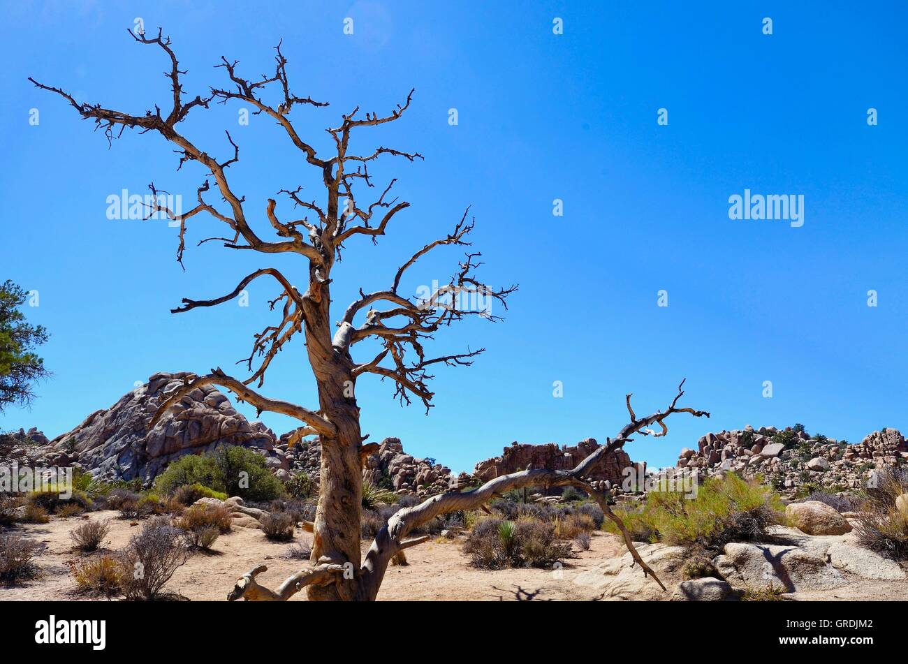 Lone Tree in Joshua Tree Stock Photo - Alamy