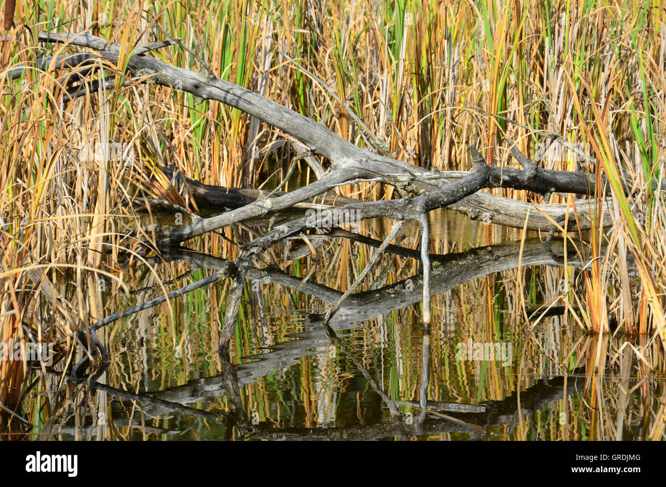 Inland water reed hi-res stock photography and images - Alamy