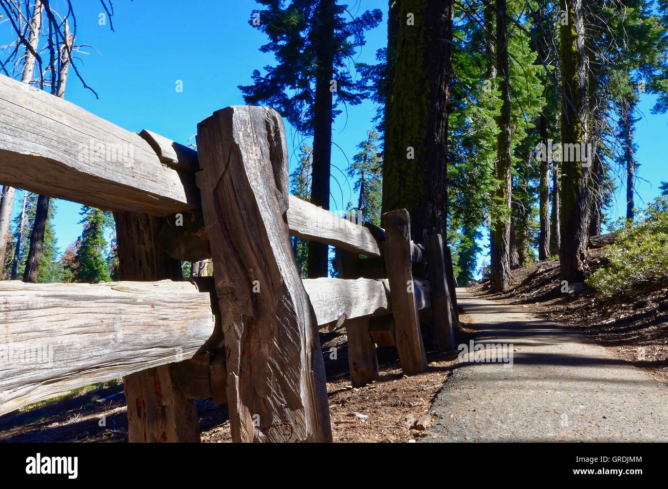 Giant sequoia national monument hi-res stock photography and images - Alamy