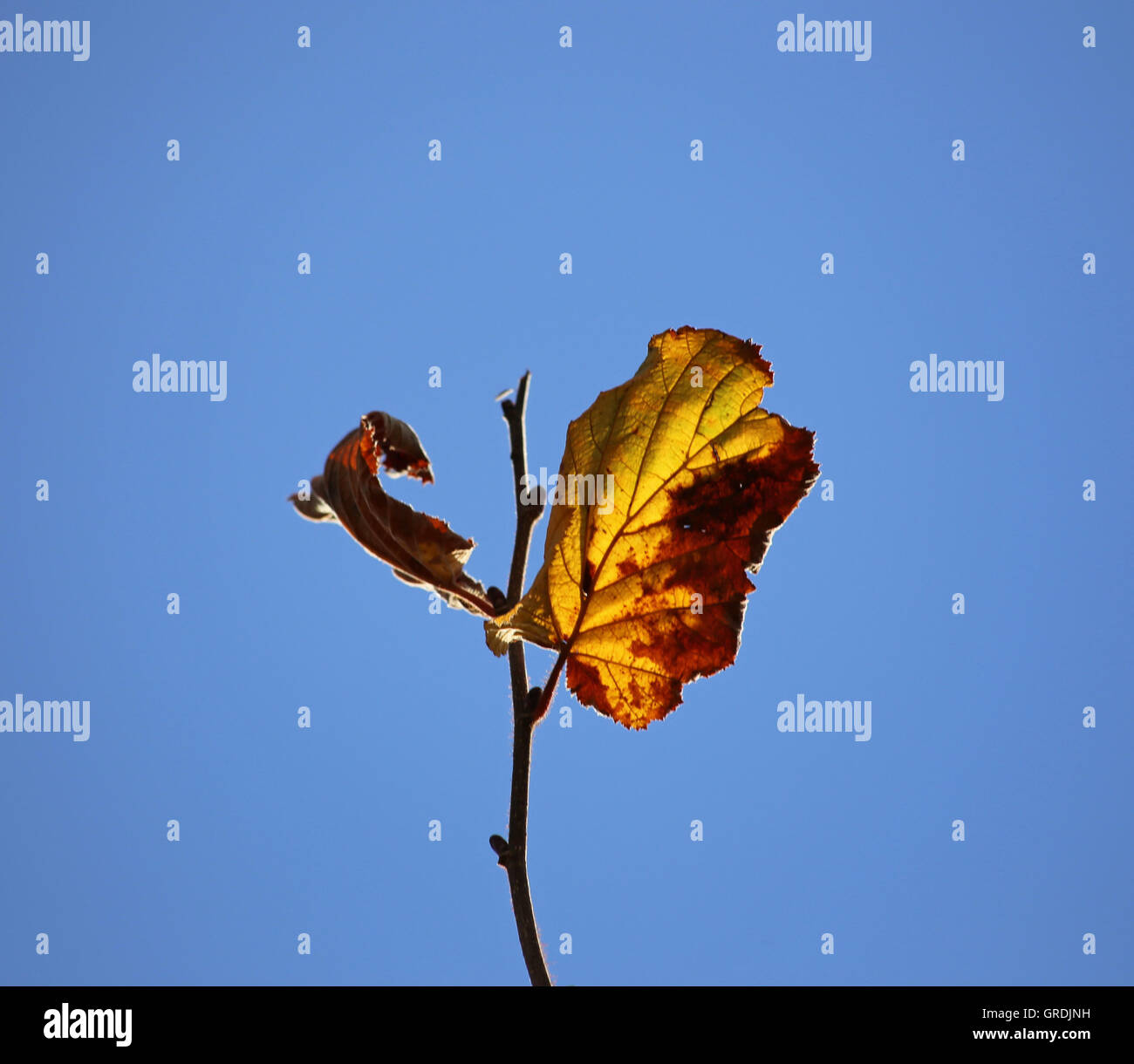 Hazel leaf hi-res stock photography and images - Alamy