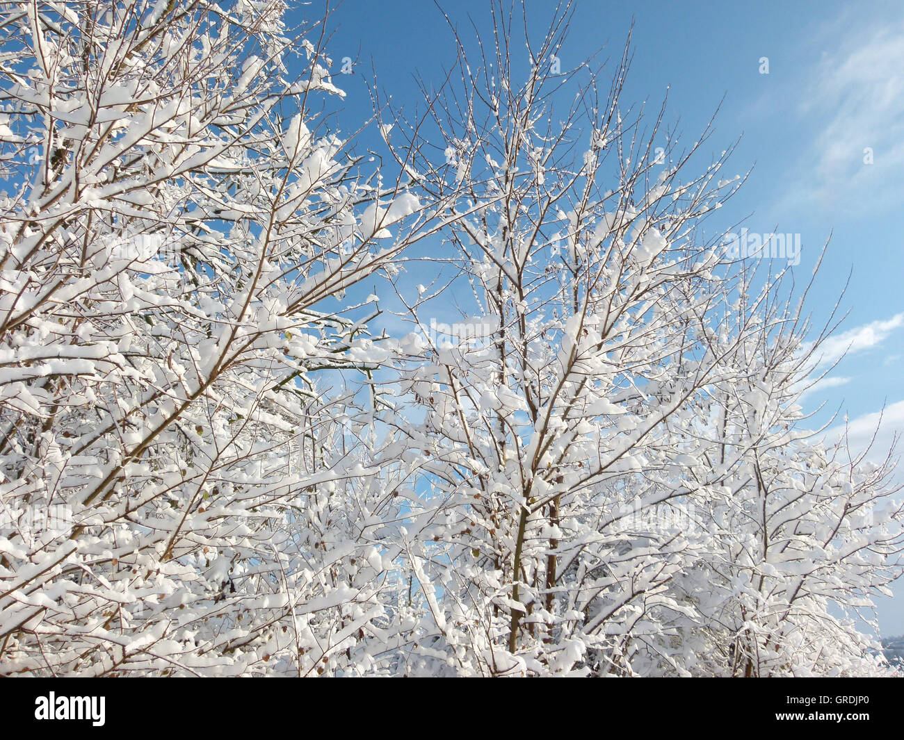 Wintry trees hi-res stock photography and images - Alamy