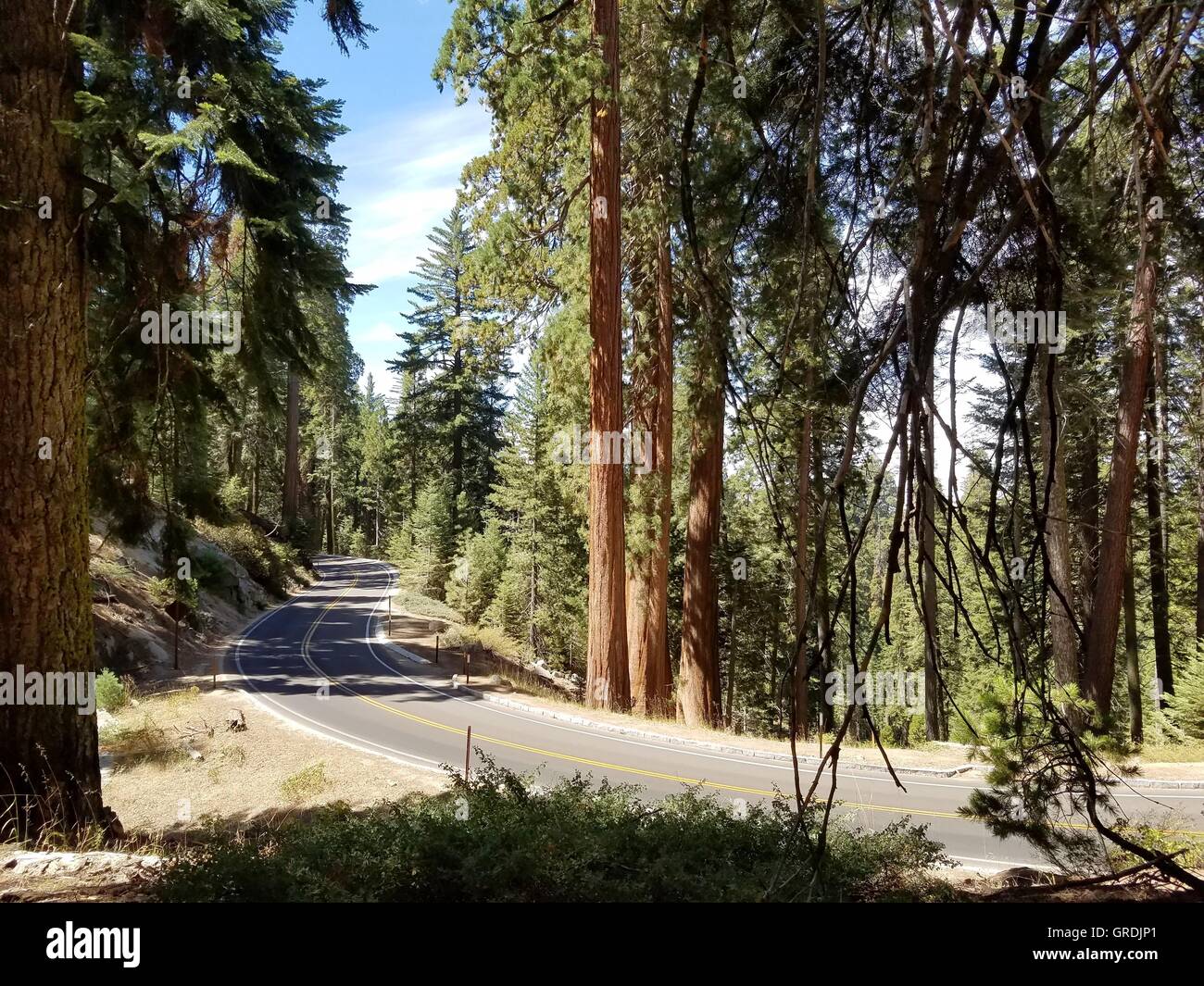 Giant forest road hi-res stock photography and images - Alamy