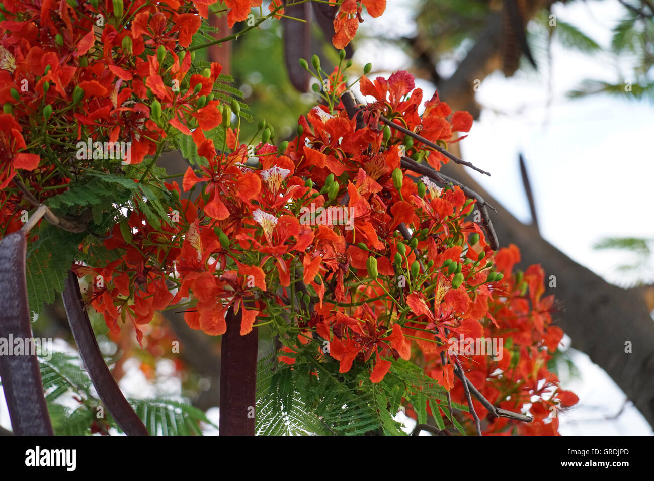 Flametree hi-res stock photography and images - Alamy