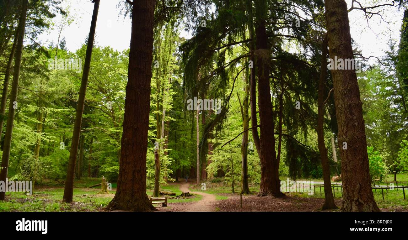 New forest path autumn hi-res stock photography and images - Alamy