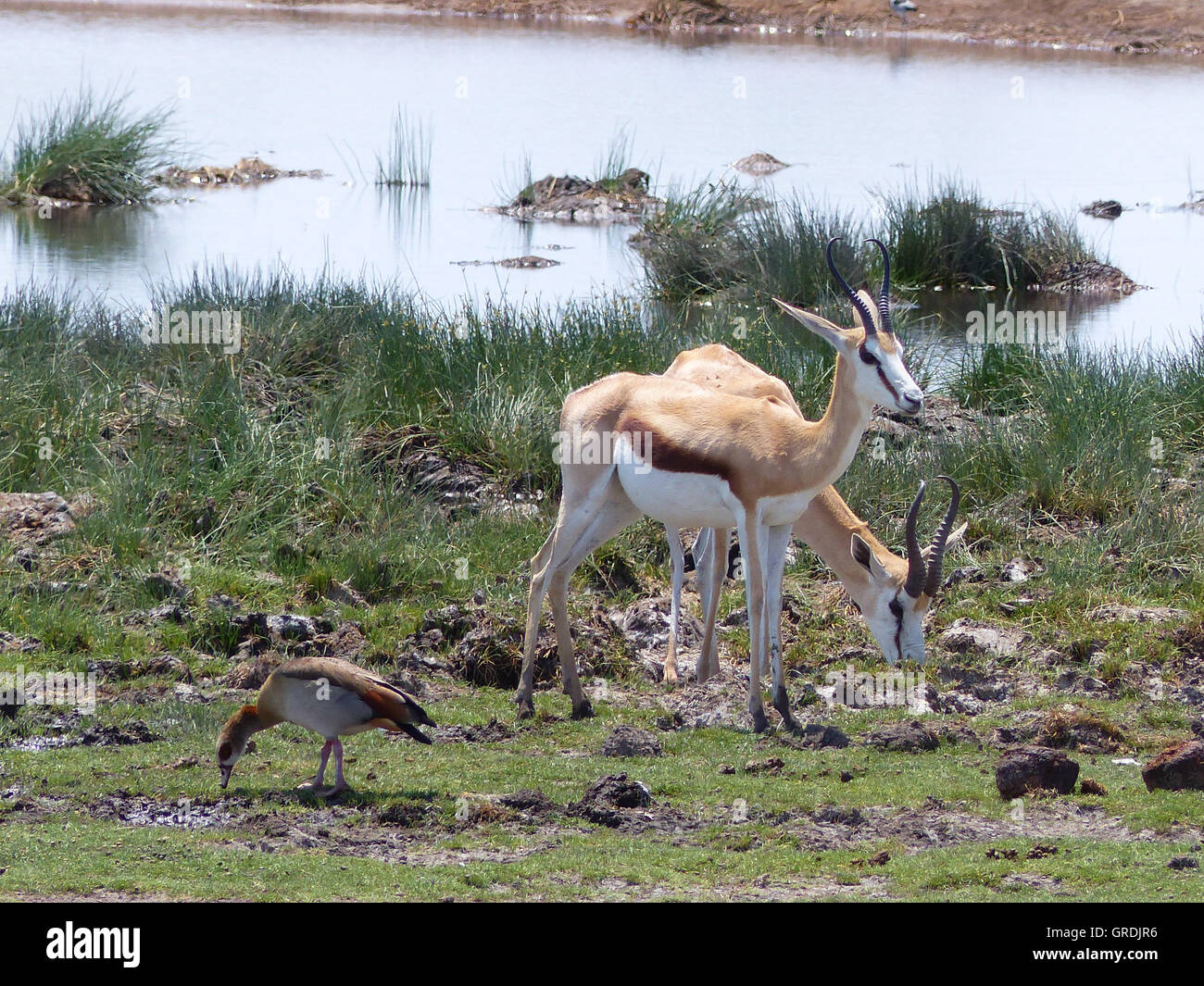Springbok Antidorcas And Nile Goose Alopochen Aegyptiacus At A ...