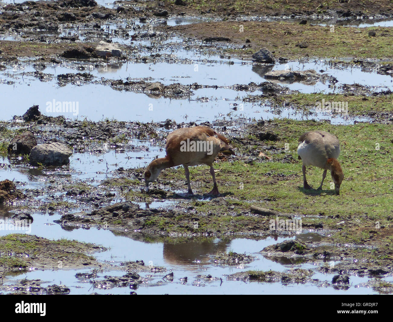 Nile geese hi-res stock photography and images - Alamy