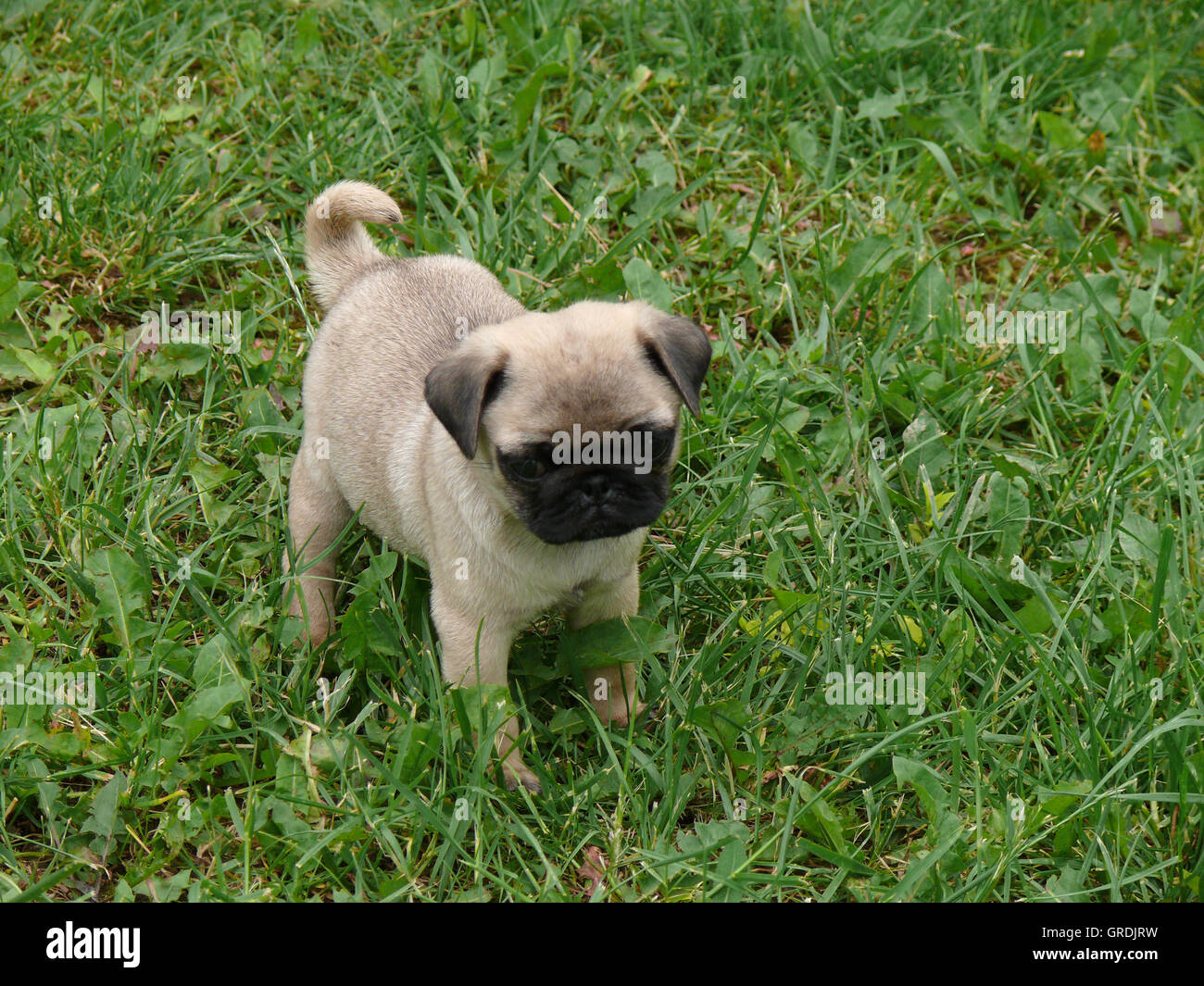 Ten little puppy hi-res stock photography and images - Alamy