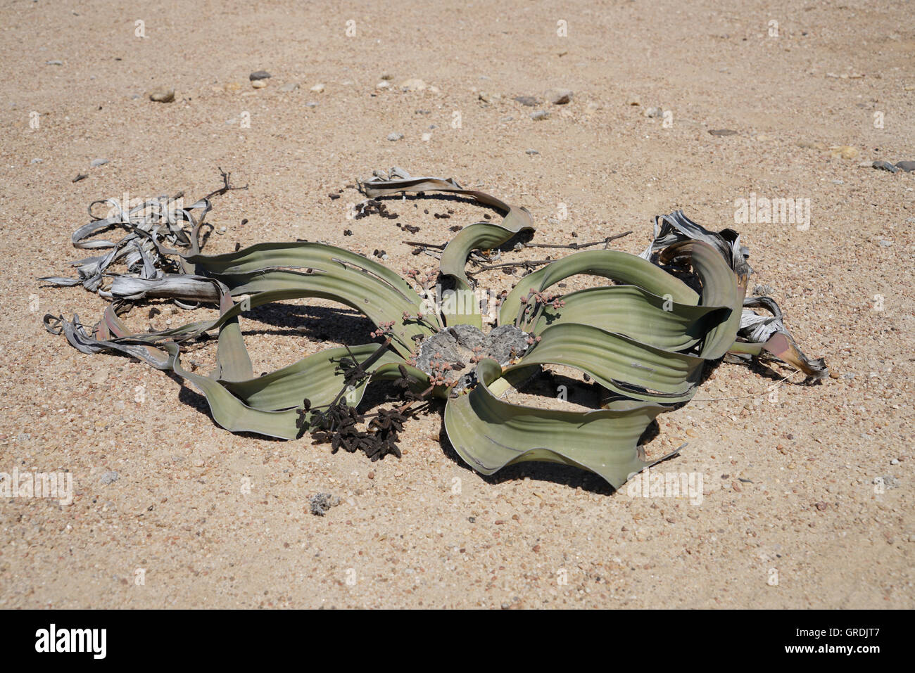 Welwitschia Plant,Namib Desert,Welwitschia Mirabilis,Famous Plant ...