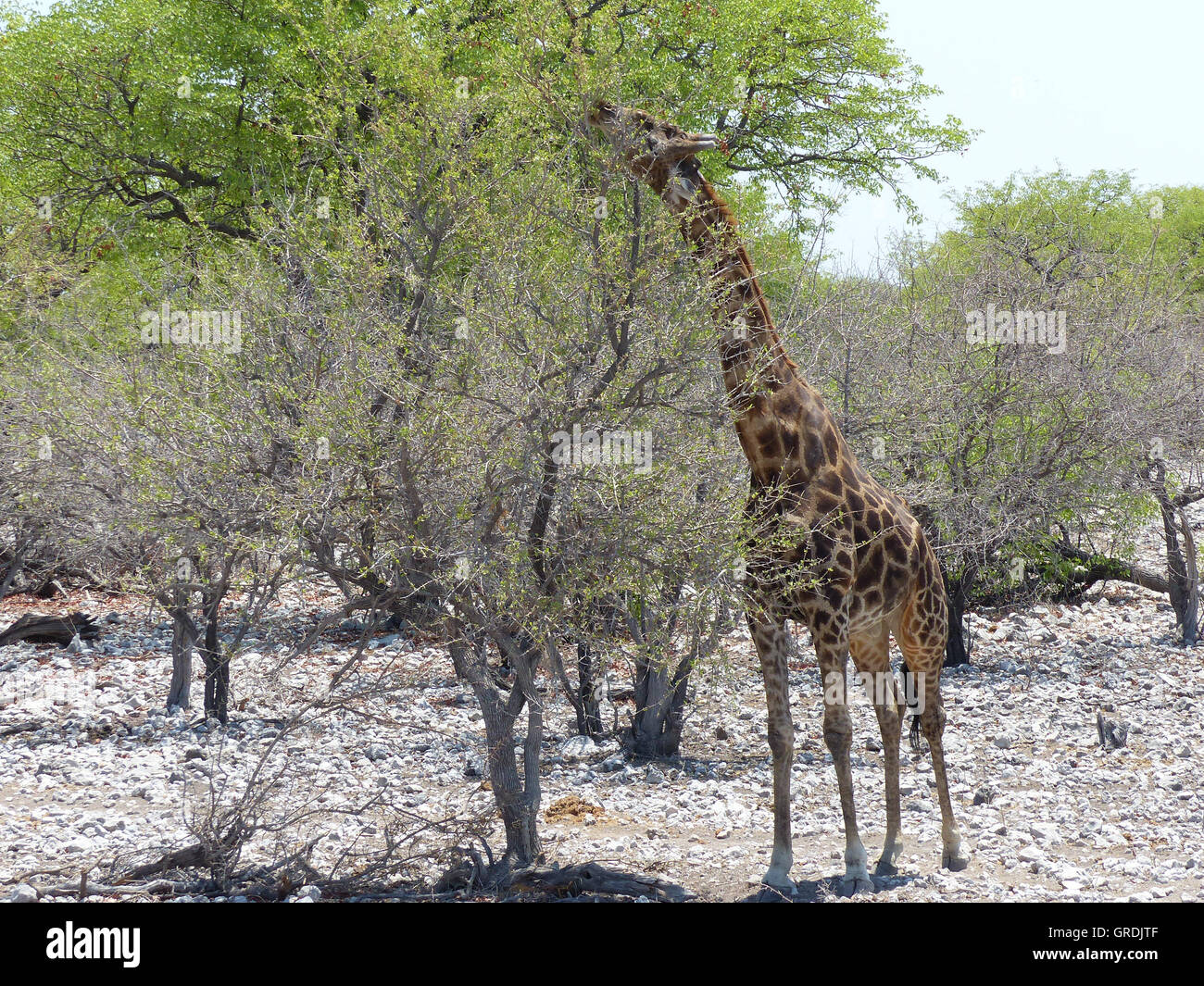 Giraffe plants hi-res stock photography and images - Alamy