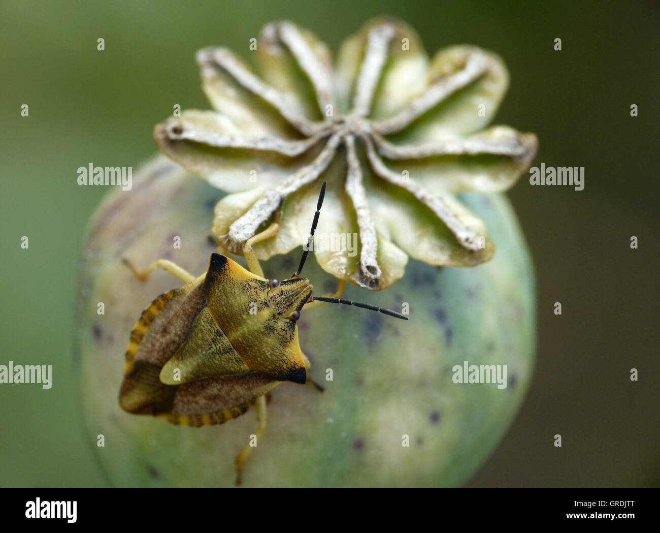 Green Bug On A Poppy Capsule With Green Background Stock Photo - Alamy