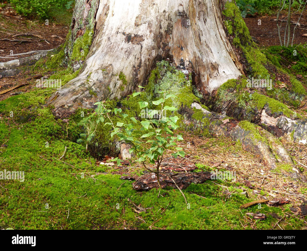 Mossy Roots Of A Tree Stock Photo - Alamy