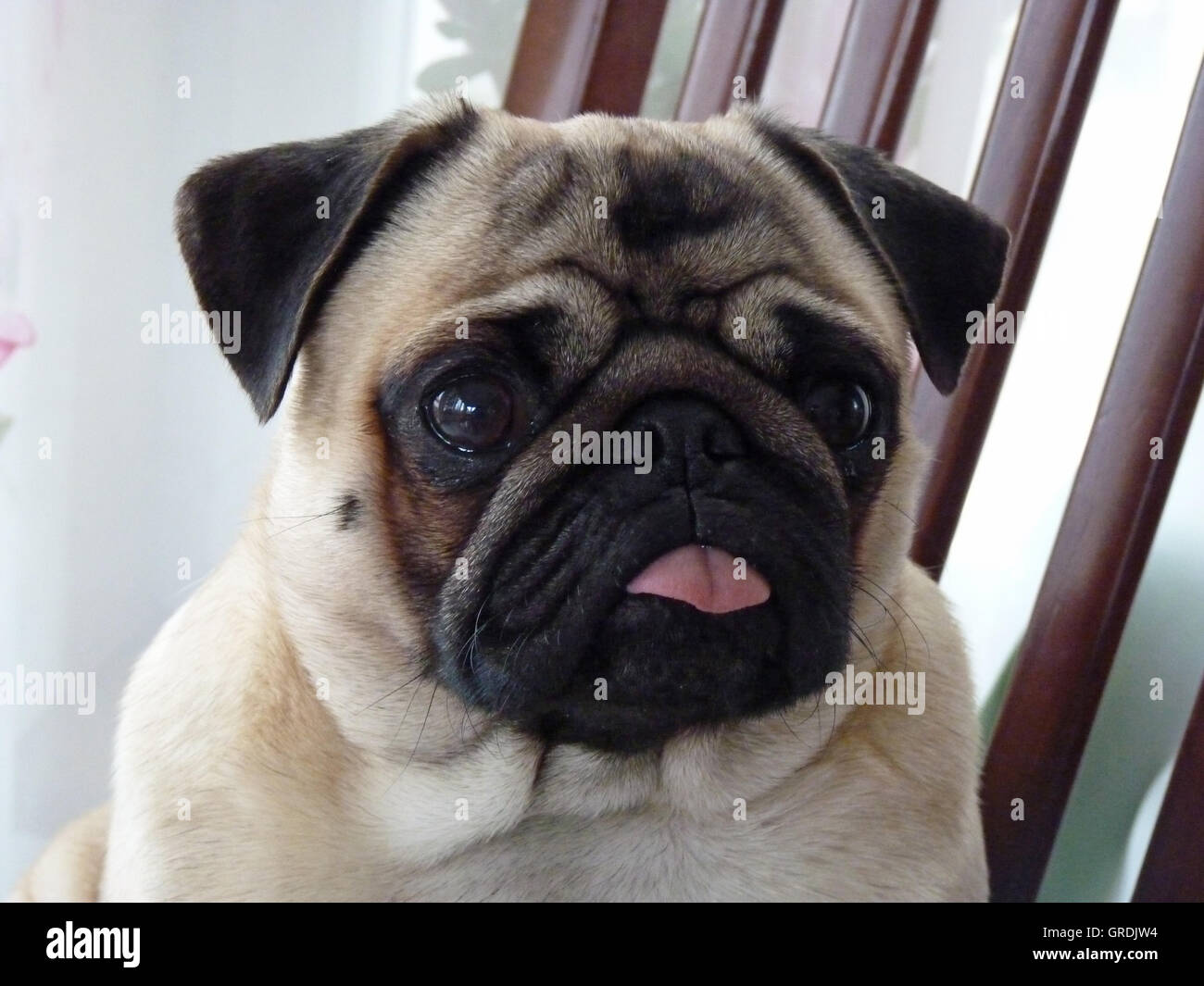 Beige Pug, Portrait Stock Photo - Alamy