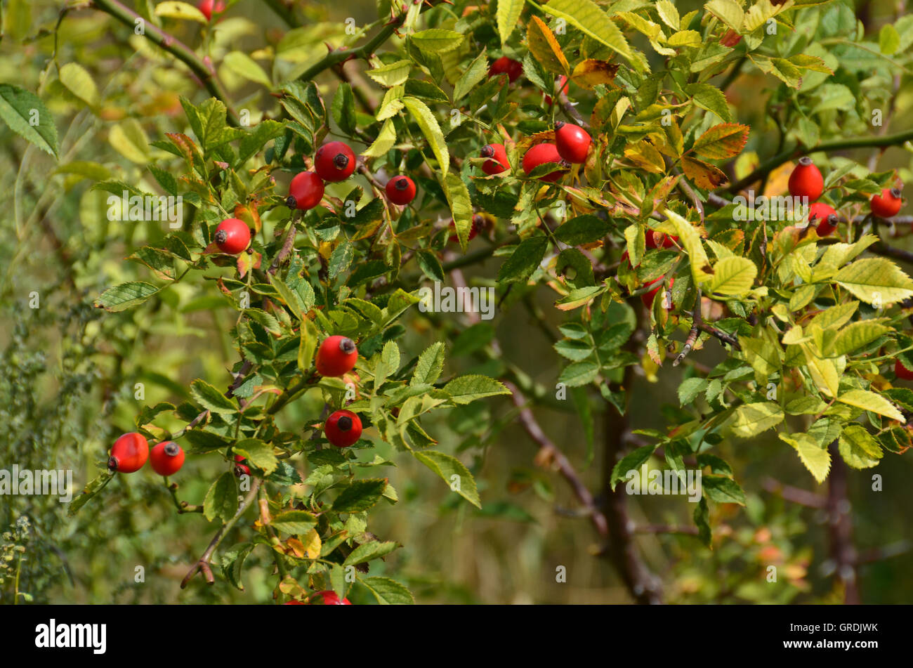 Rose Hips In Autumn Stock Photo - Alamy