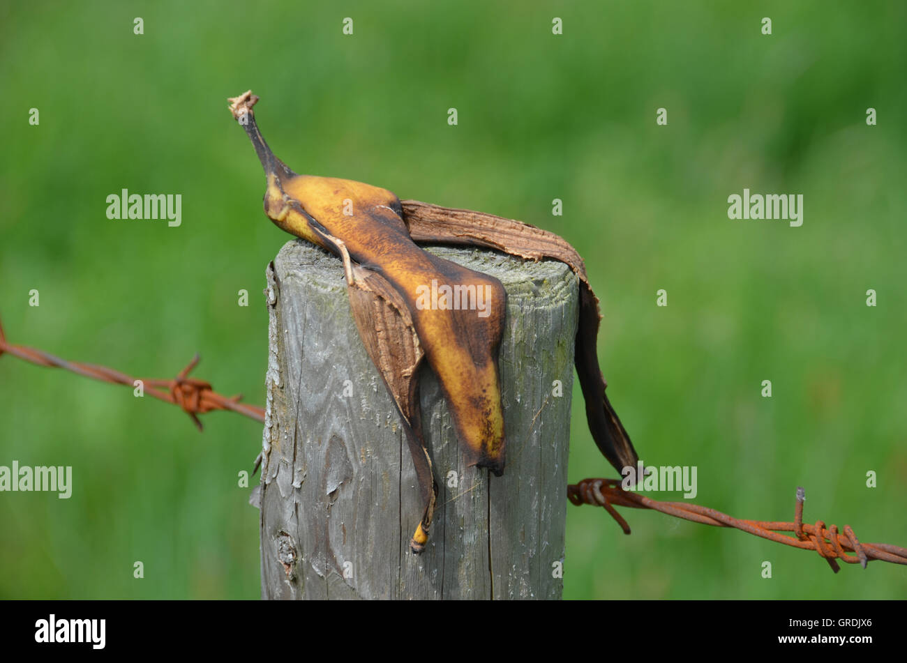 Barbed wirefence hi-res stock photography and images - Alamy