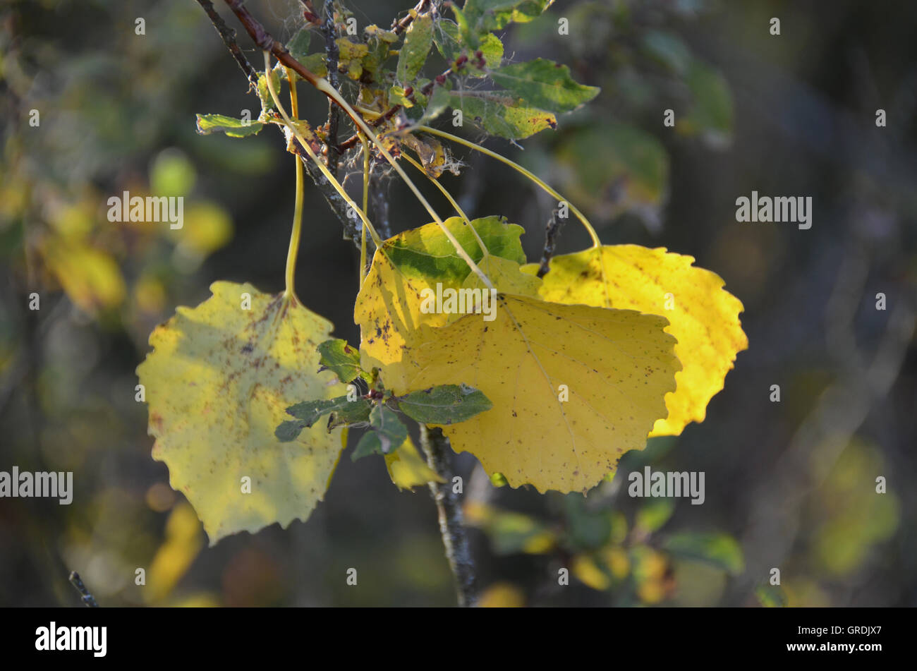 Aspen Leaves In Fall Stock Photo - Alamy