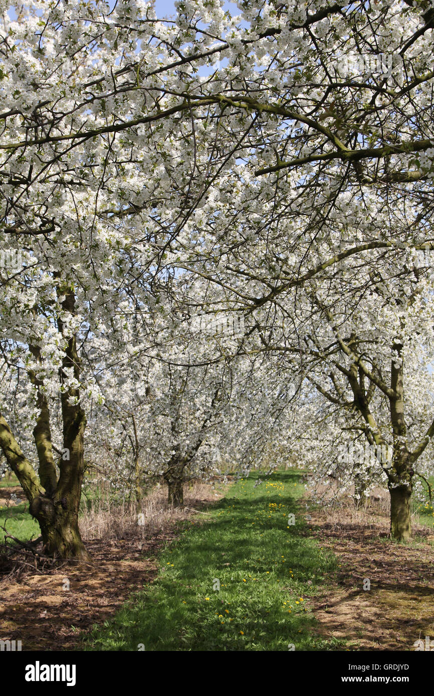 Blooming Fruit Trees In Spring Stock Photo - Alamy