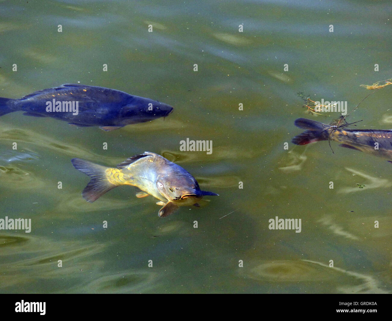 Mirror carp hi-res stock photography and images - Alamy
