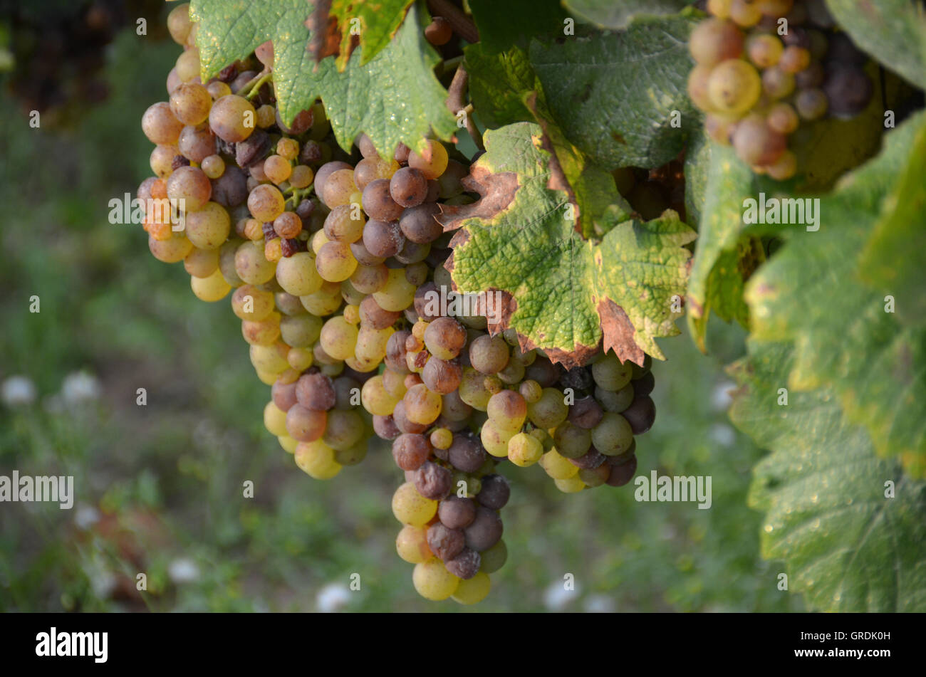 Noble rot hi-res stock photography and images - Alamy