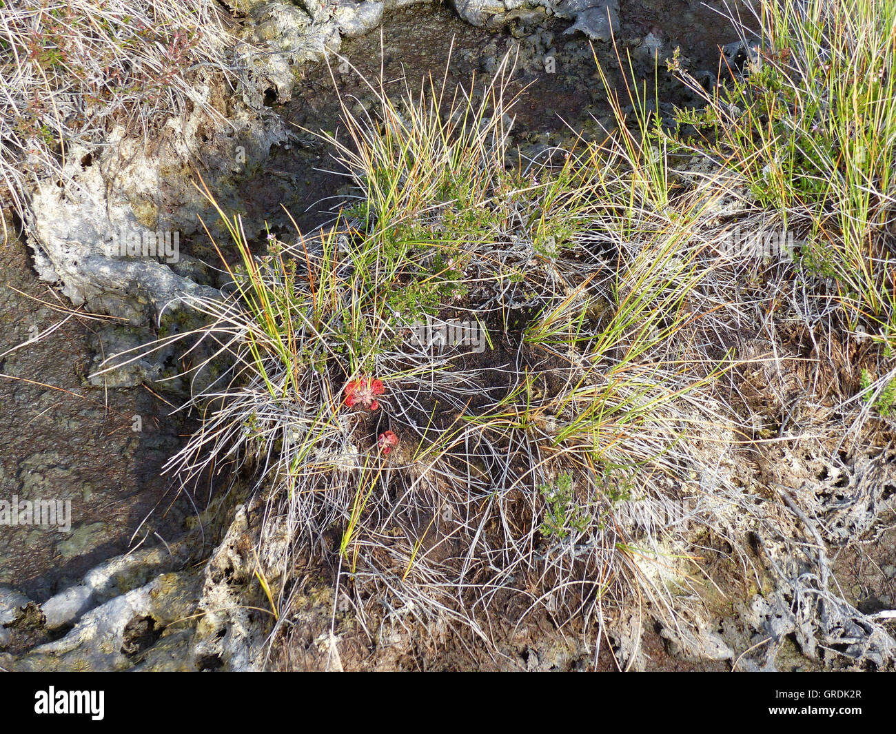 Morass And Moor Vegetation High Resolution Stock Photography and Images ...