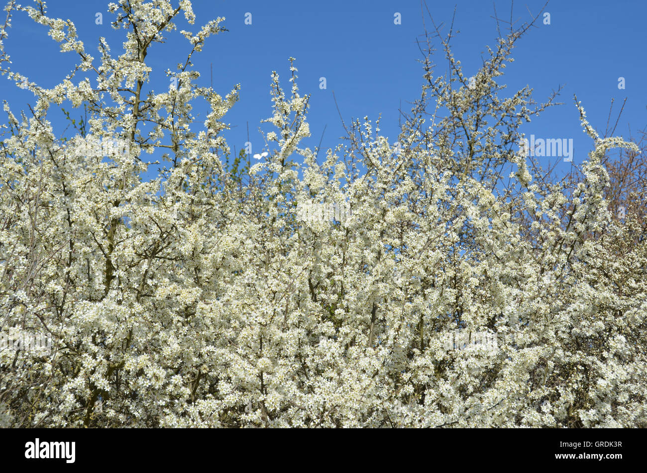 Blooming Hedge In Spring, Nature Is Awaking Stock Photo - Alamy