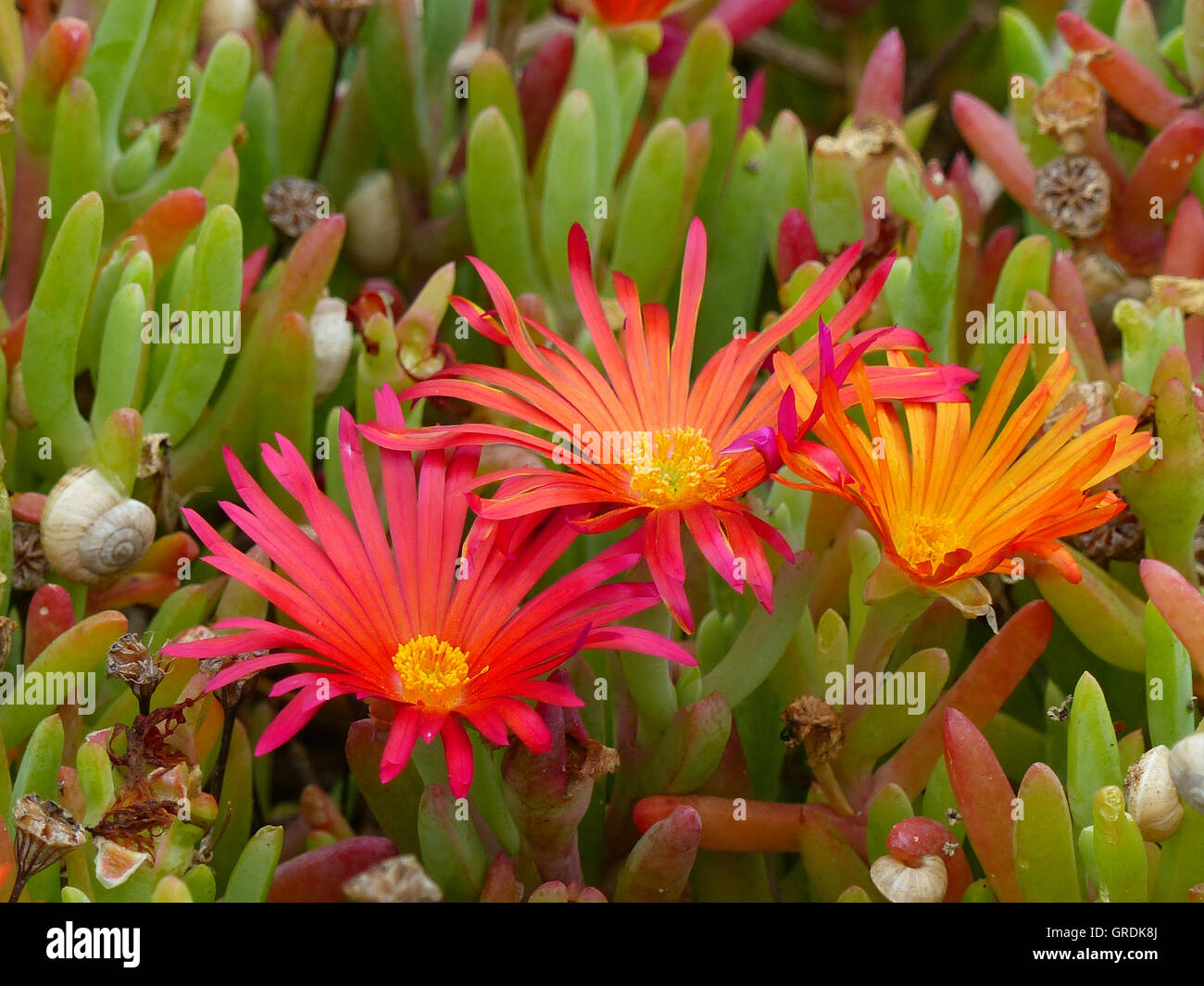 Flowering succulents hi-res stock photography and images - Alamy