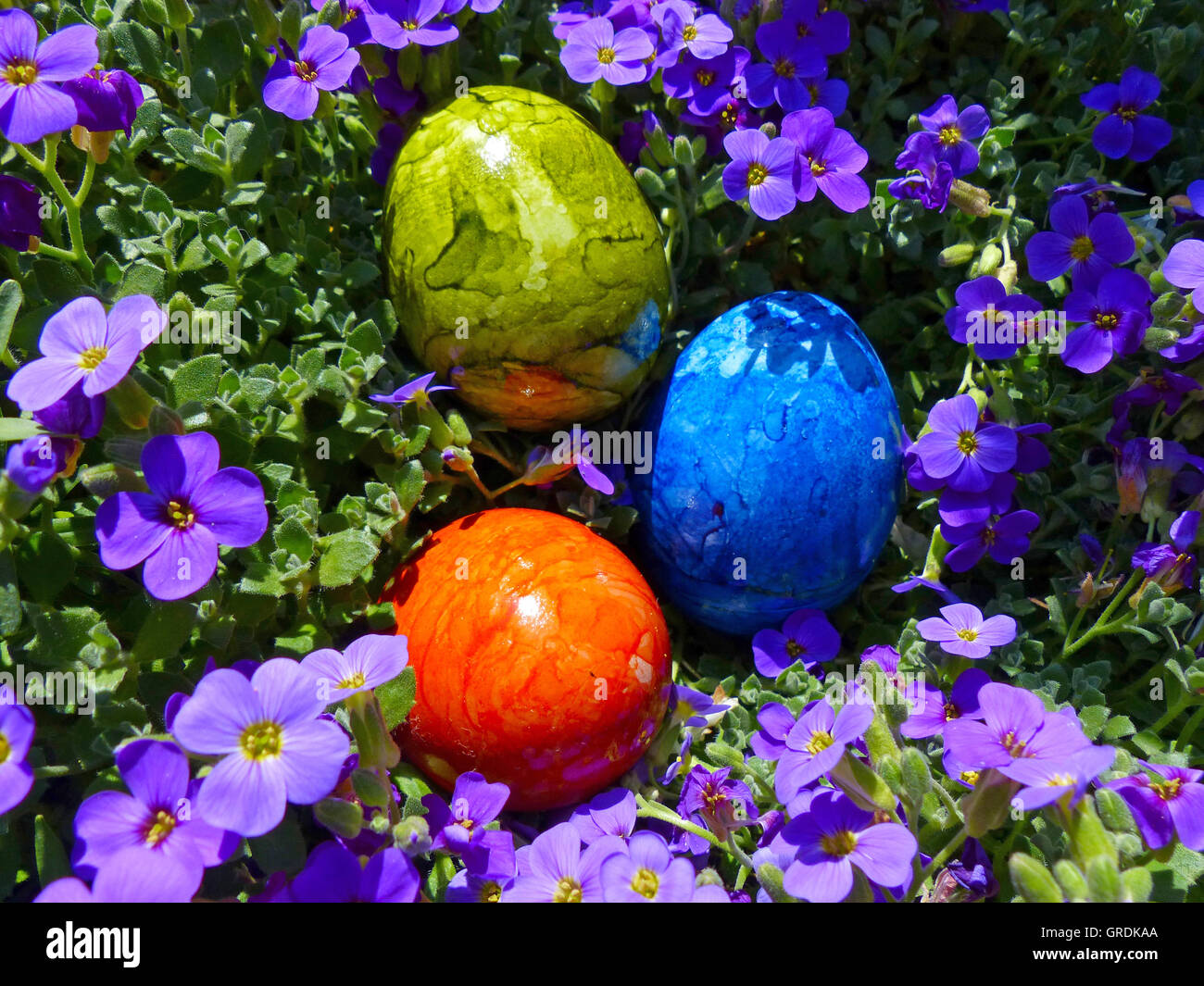 Easter, Three Coloured Easter Eggs In Blooming Violet Ornamental Plants ...