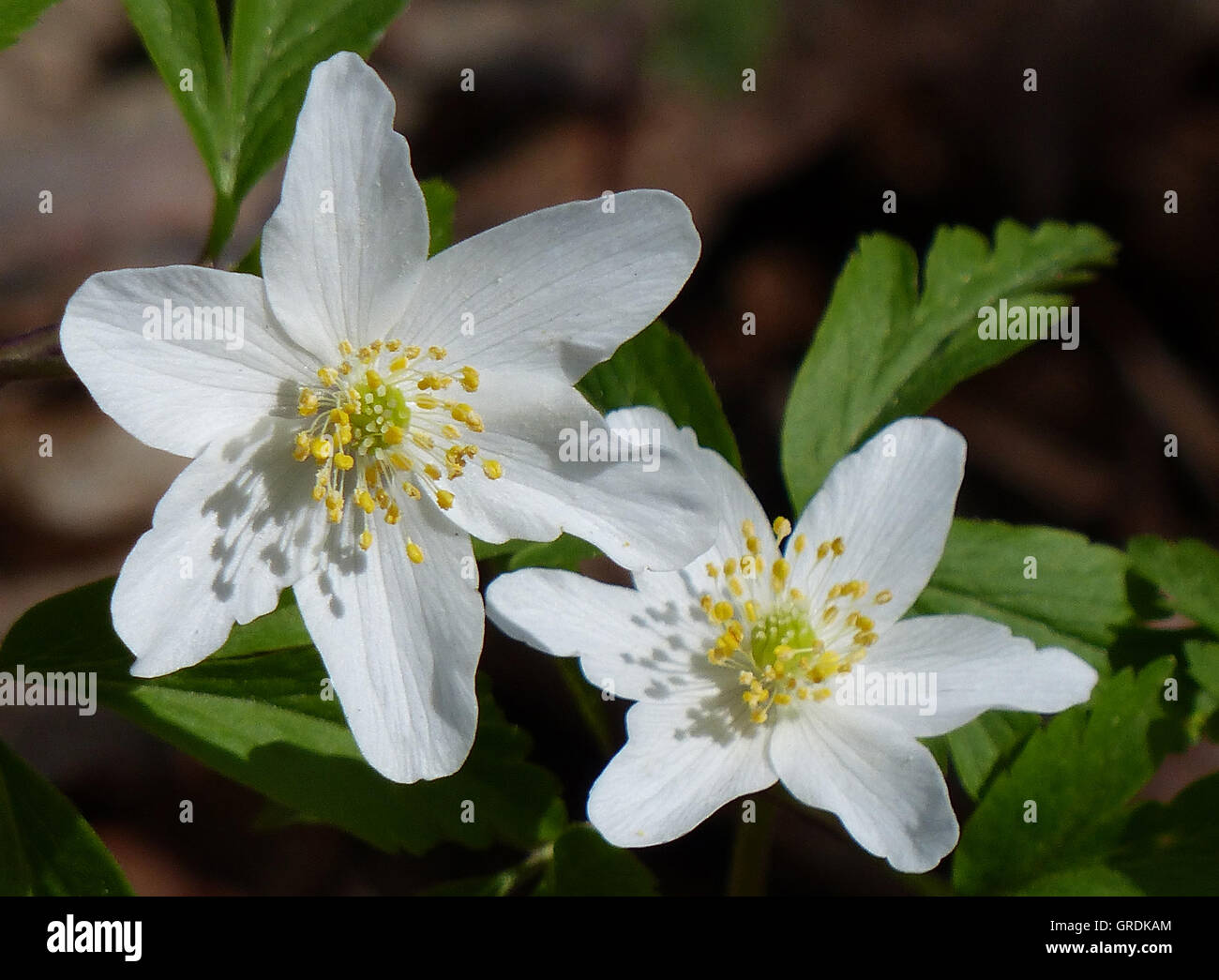 White Anemones, Autumn Anemones Stock Photo - Alamy