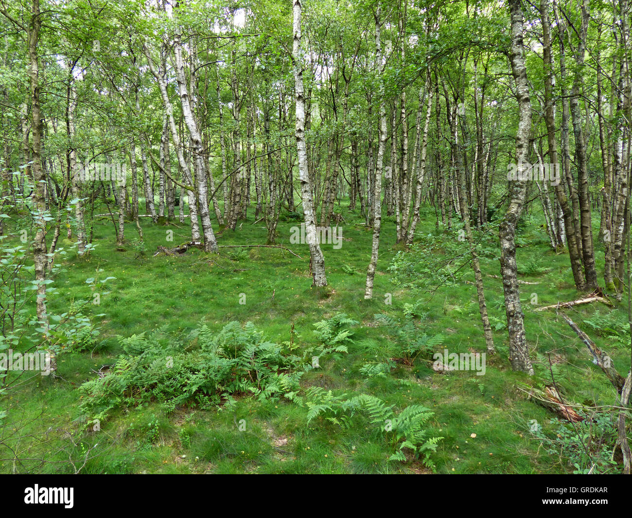 Birch trees and ferns hi-res stock photography and images - Alamy