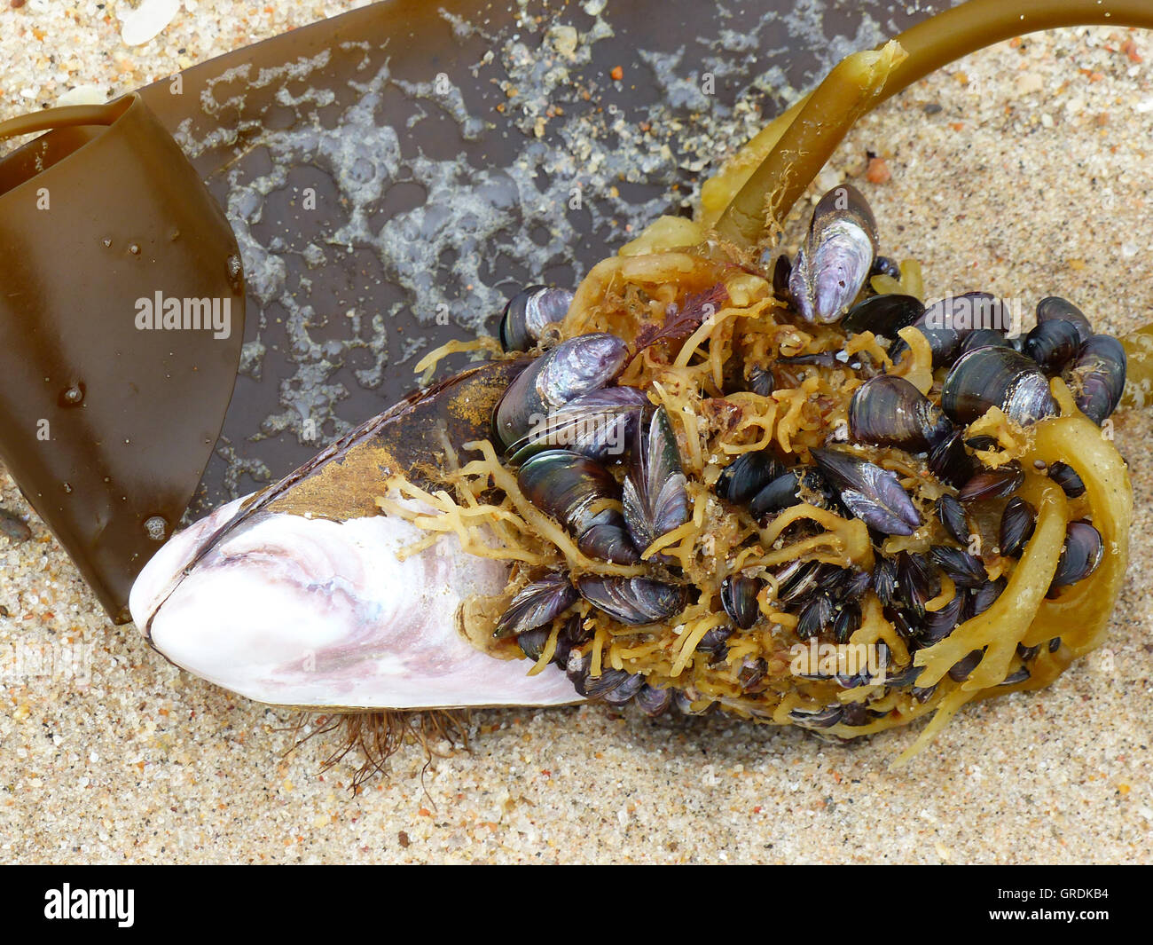 Shells And Seaweed On The Beach Of The Atlantic Ocean Stock Photo - Alamy