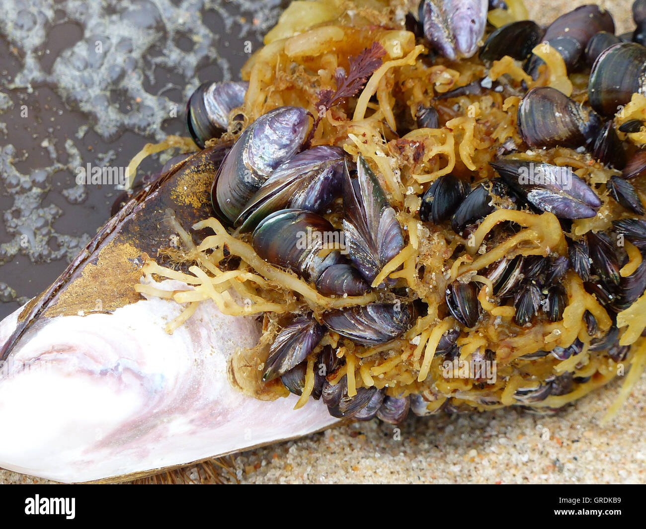 Shells And Seaweed On The Beach Of The Atlantic Ocean Stock Photo - Alamy