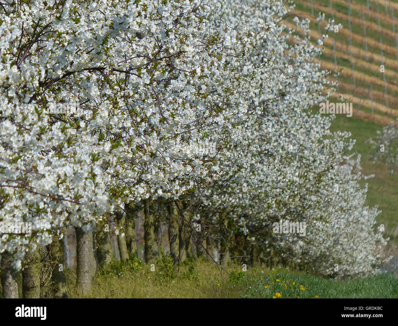 Morello Trees High Resolution Stock Photography and Images - Alamy