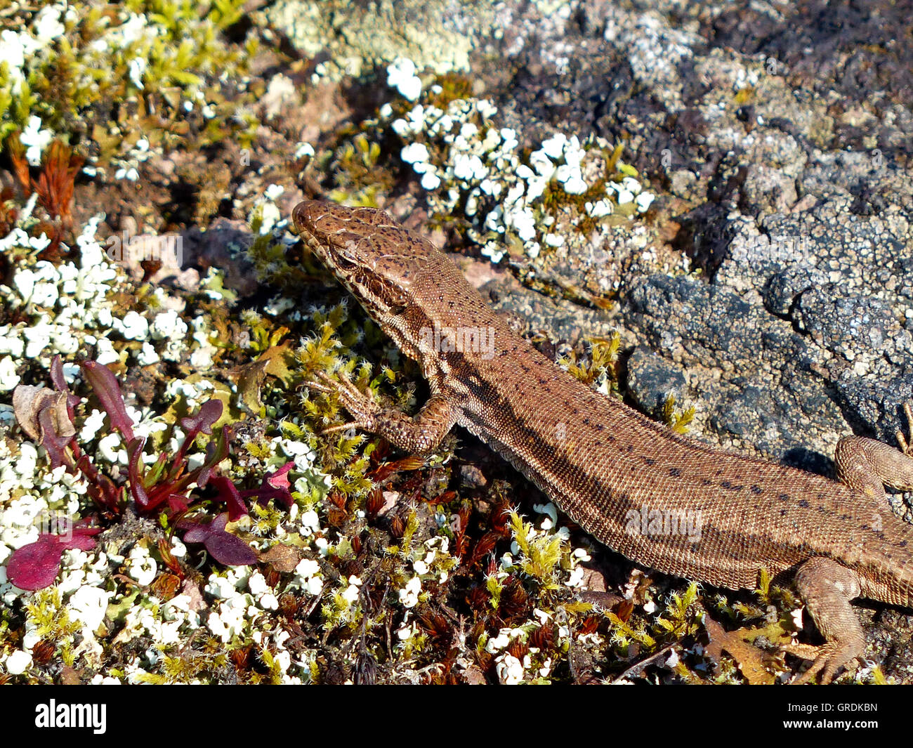 Common Lizard, Zootoca Vivipara Stock Photo - Alamy