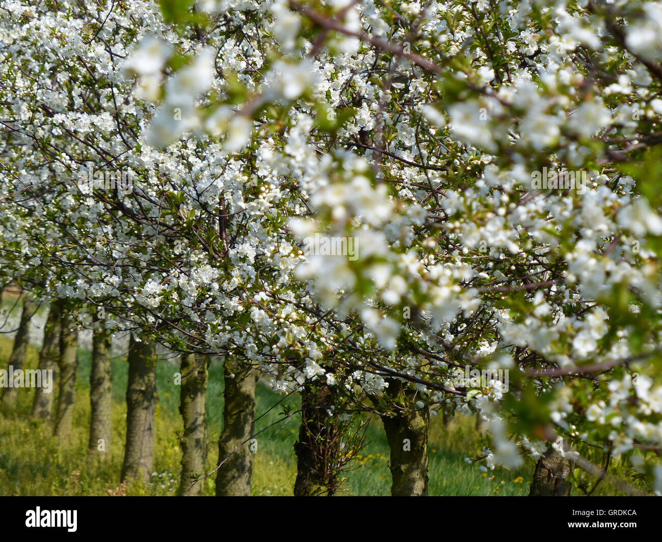 Blooming Morello Cherry Trees Stock Photo - Alamy