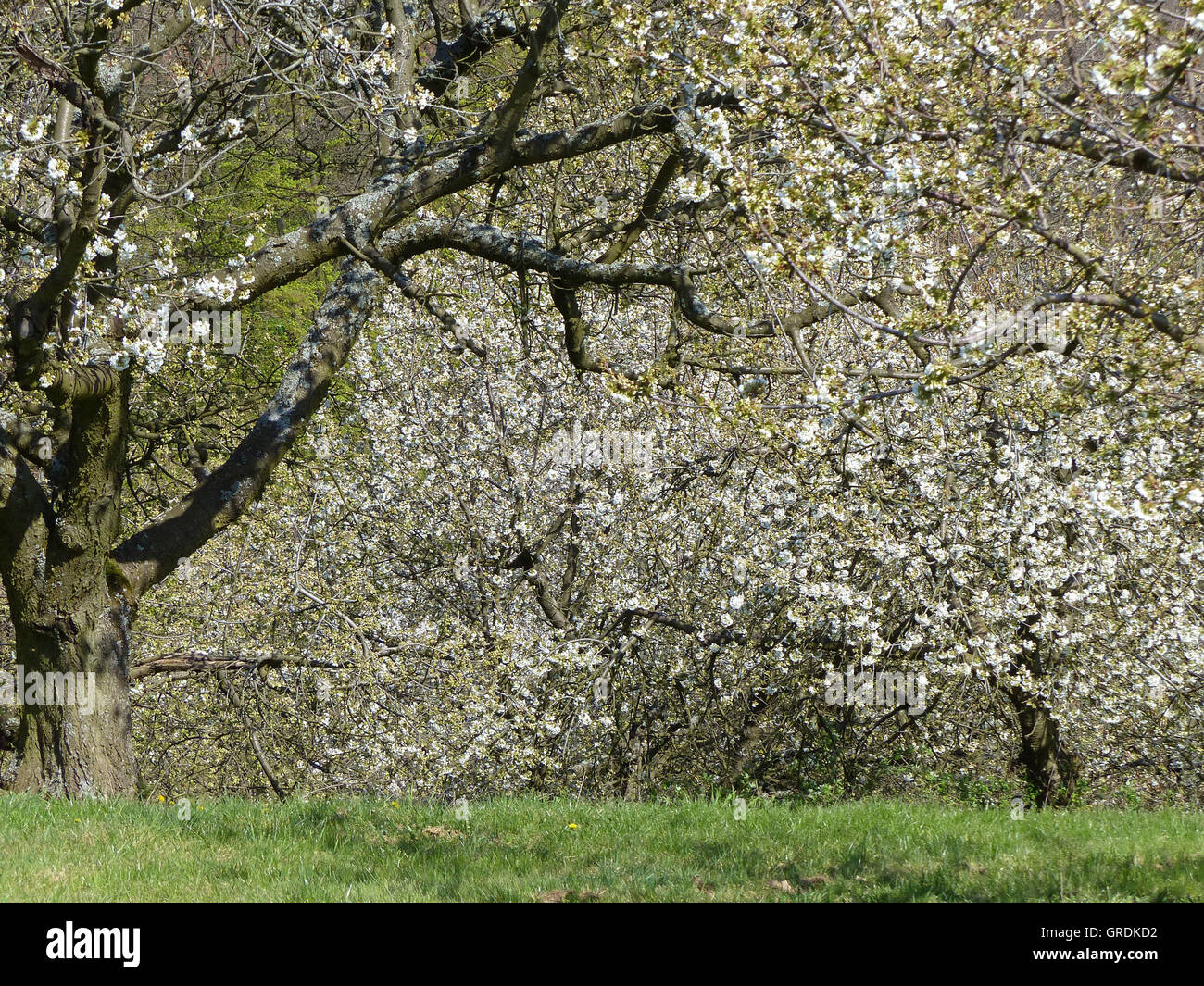 Blooming Fruit Trees Stock Photo - Alamy