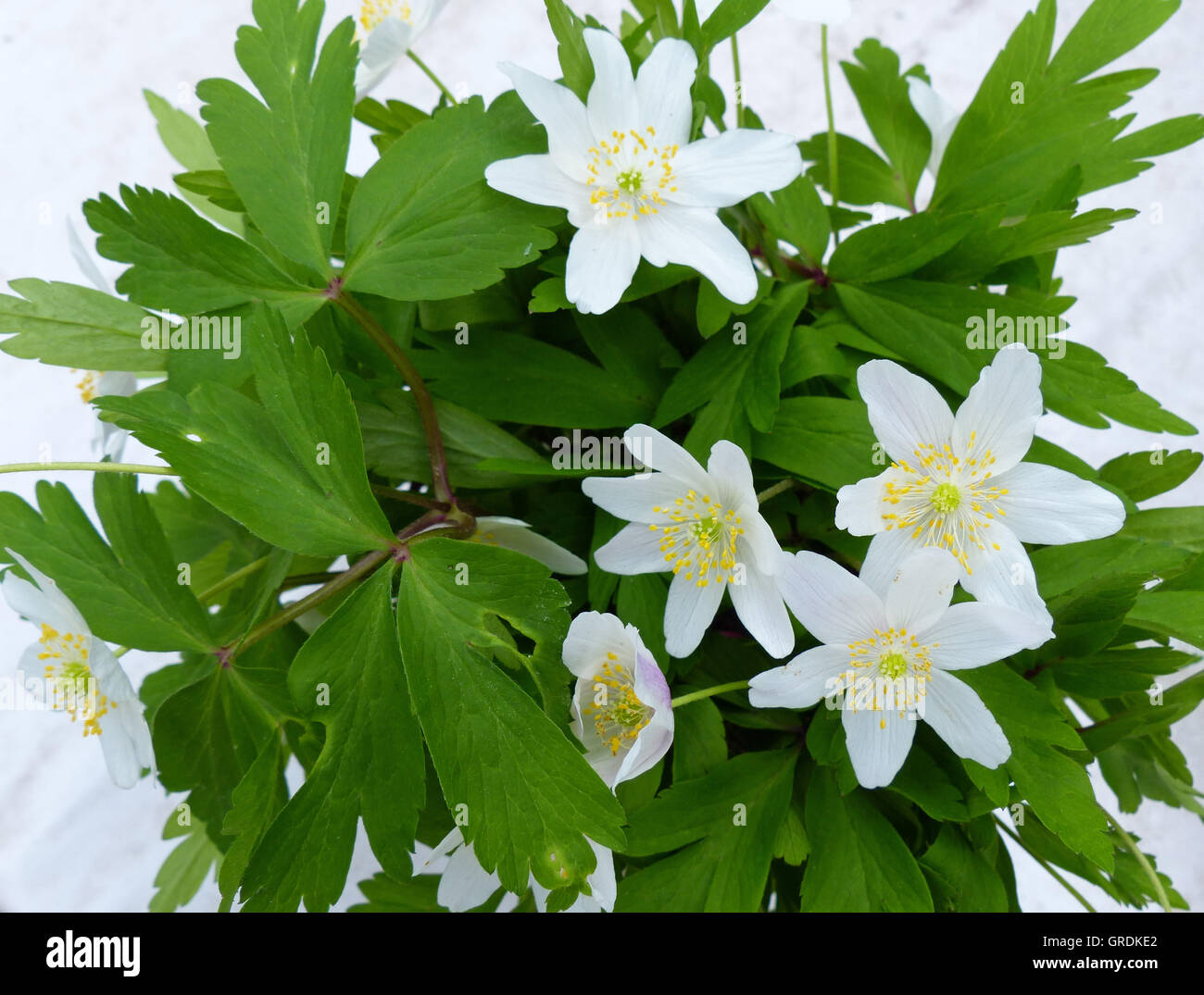 Bush anemone hi-res stock photography and images - Alamy